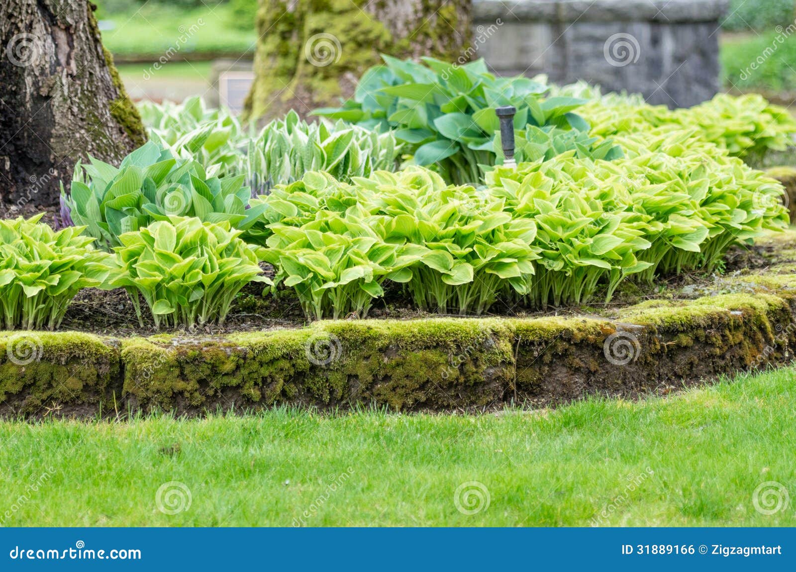 Hosta In The Garden. This Shade-tolerant Plant Belongs To The Family ...