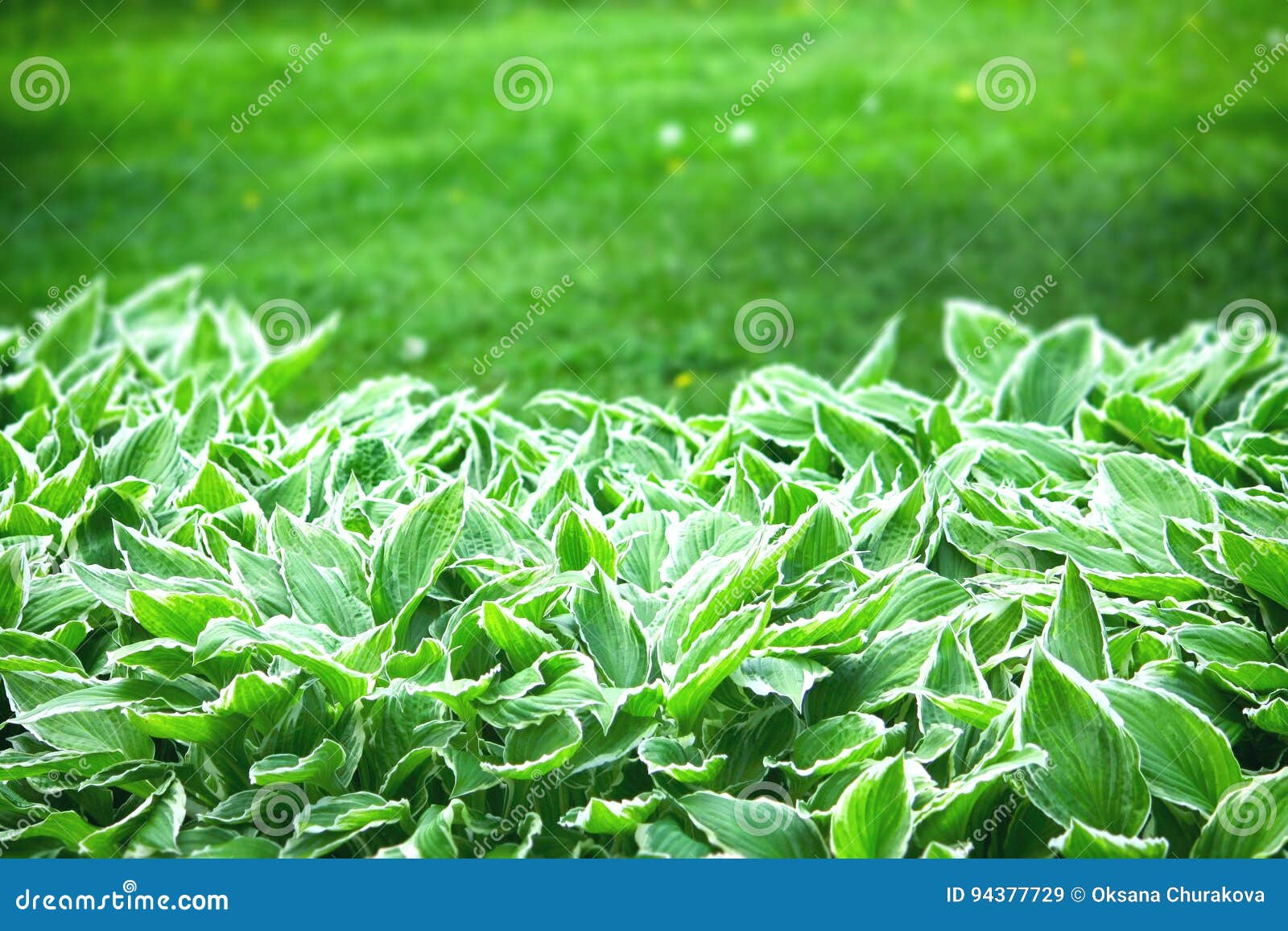 Hosta In The Garden. This Shade-tolerant Plant Belongs To The Family ...