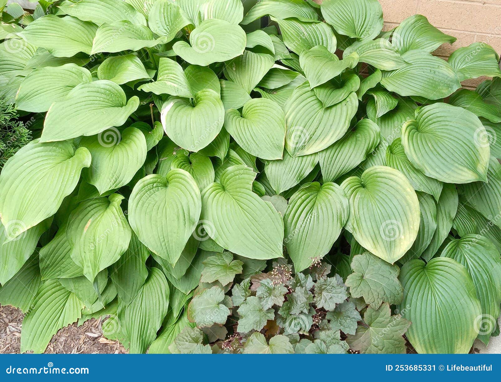 Hosta and heuchera stock image. Image of plant, heuchera - 253685331