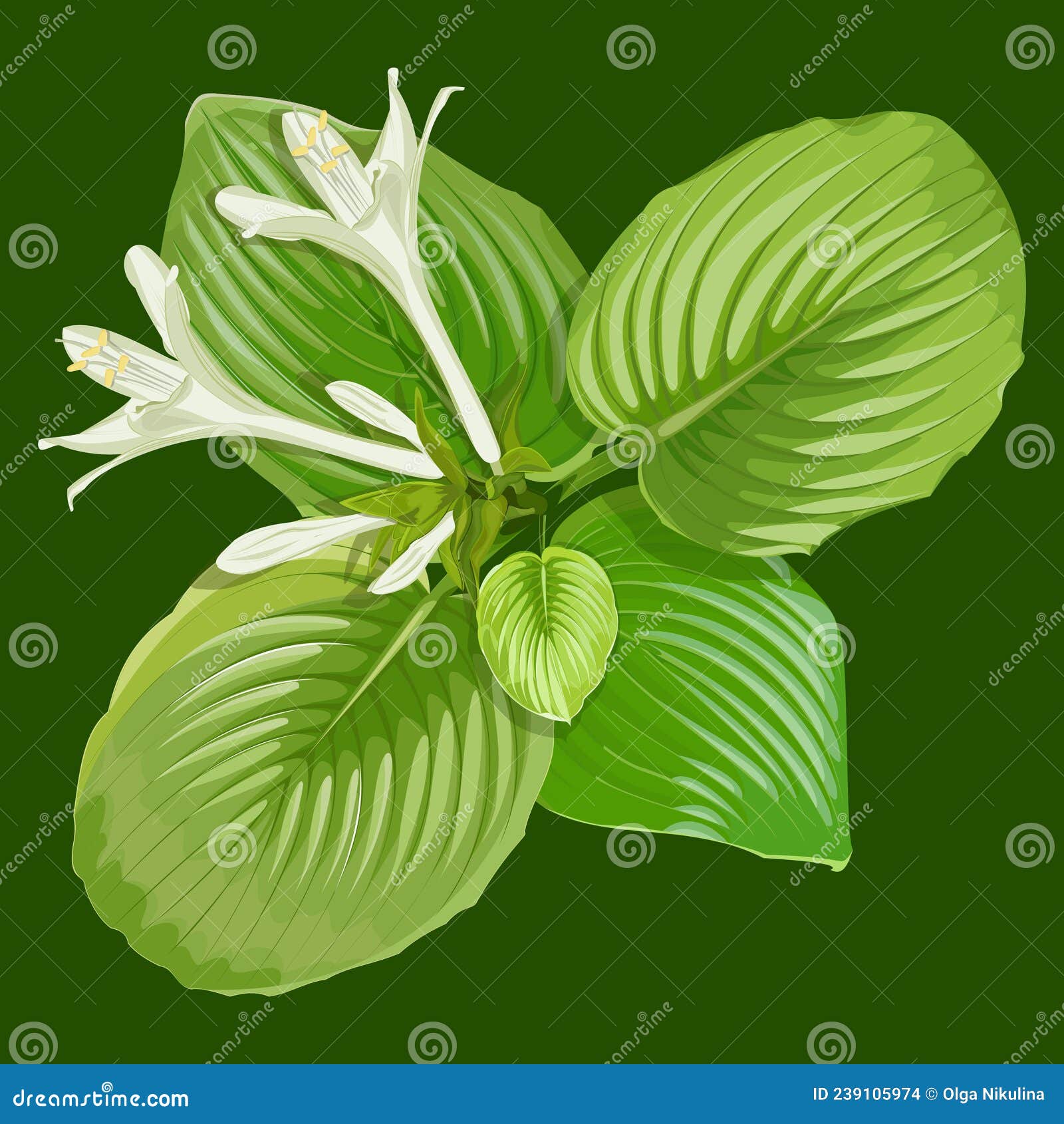 Hosta stock vector. Illustration of asparagus, shrub - 239105974