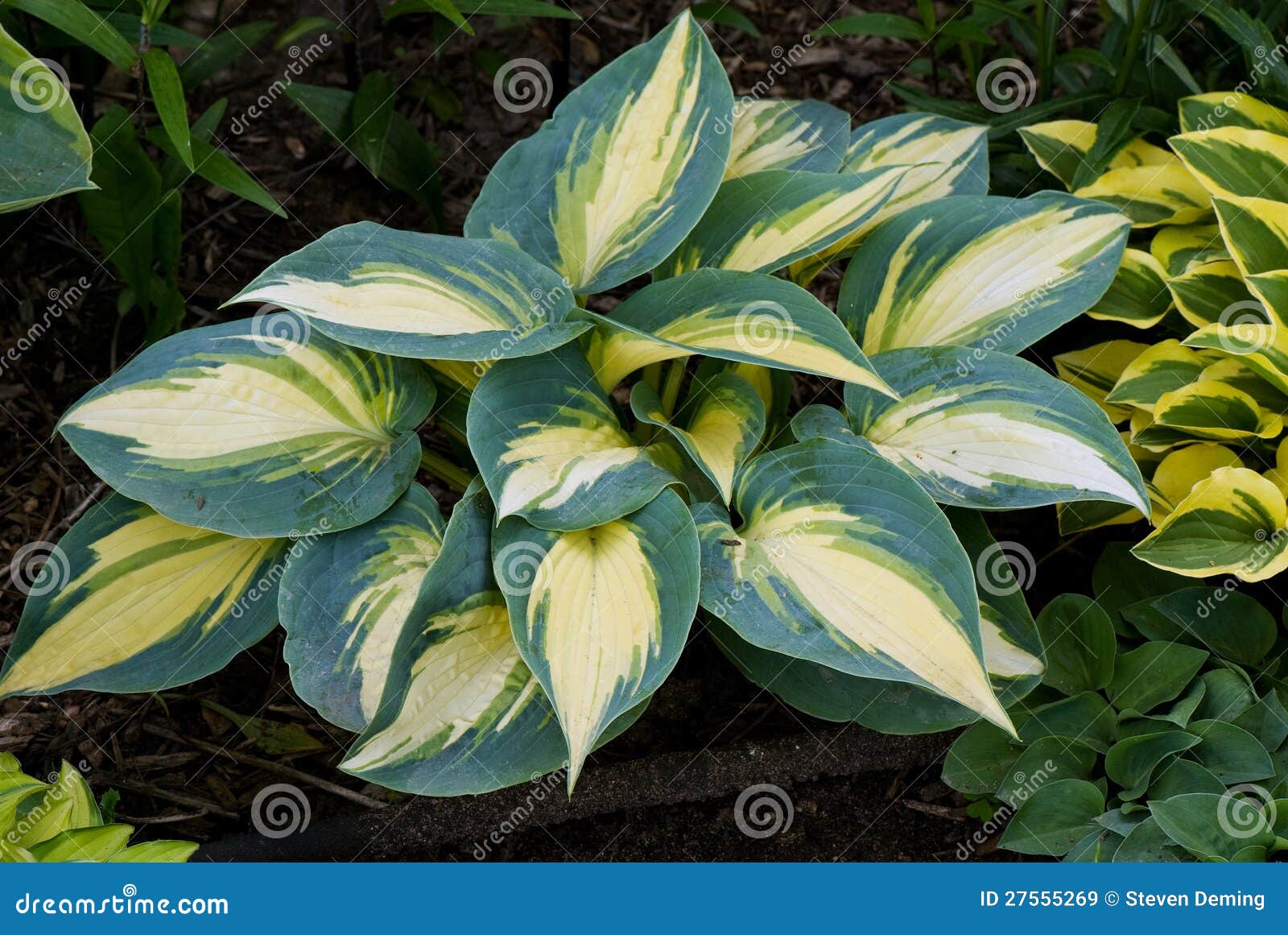 Hosta Lakeside Cupcake stock image. Image of chastain - 27555269