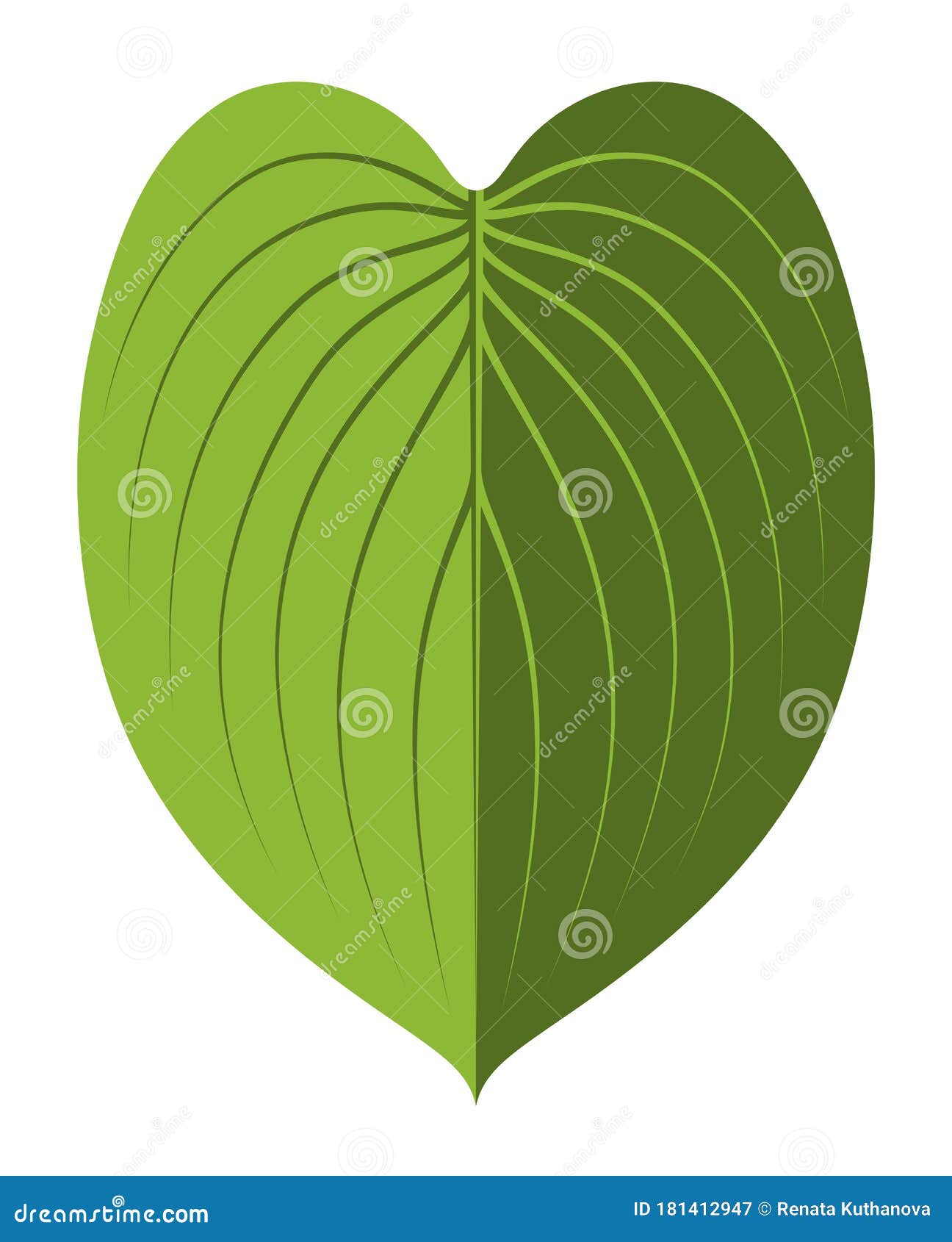 Hosta leaf stock vector. Illustration of hosta, foliage - 181412947