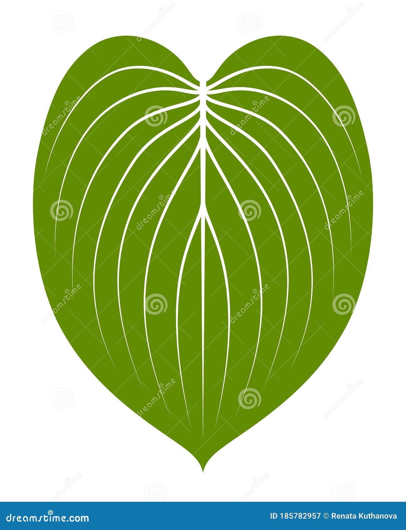 Hosta Leaf Vector Illustration | CartoonDealer.com #122850802