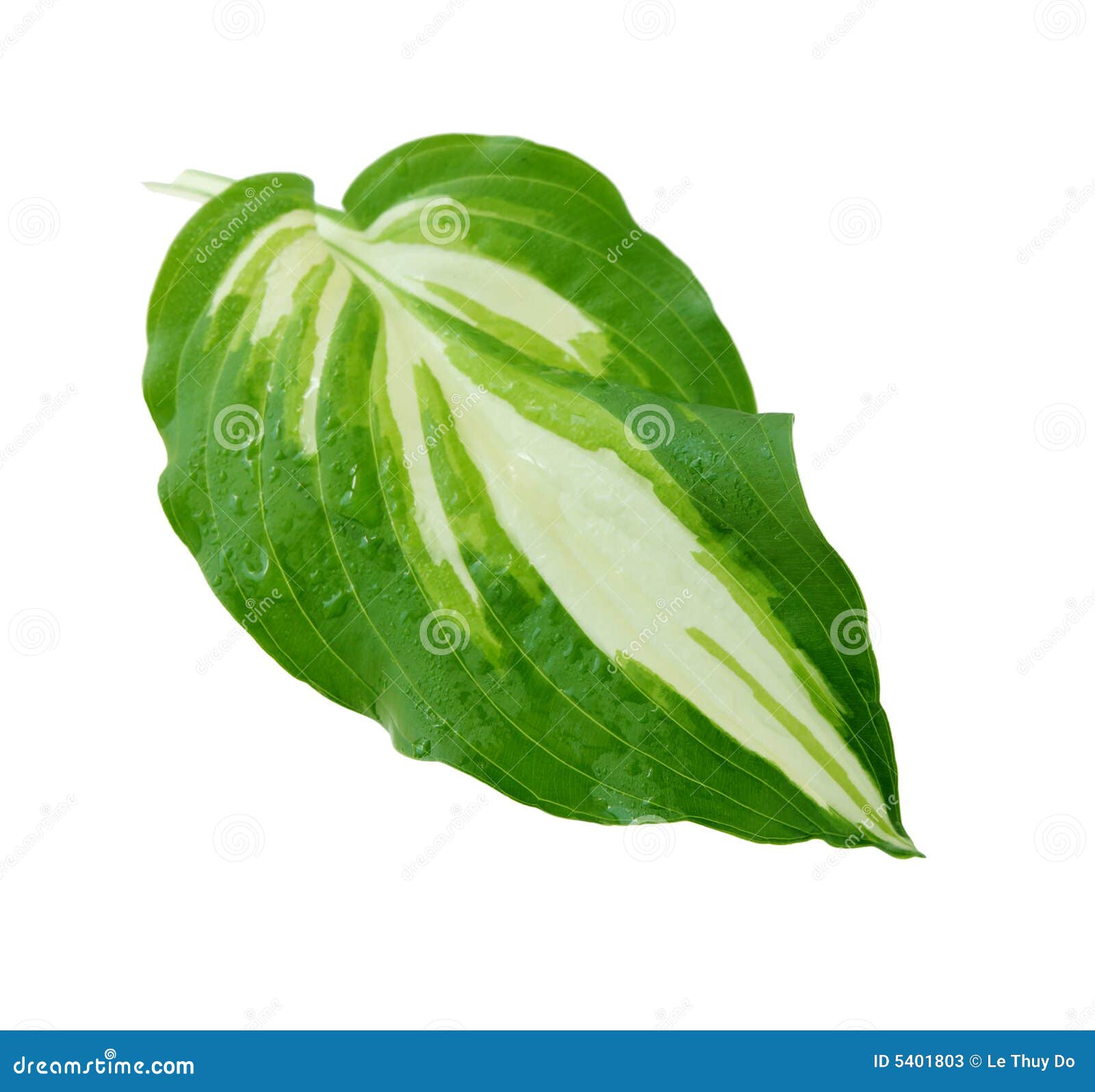 Hosta Leaf stock image. Image of hosta, leaves, botanical - 5401803