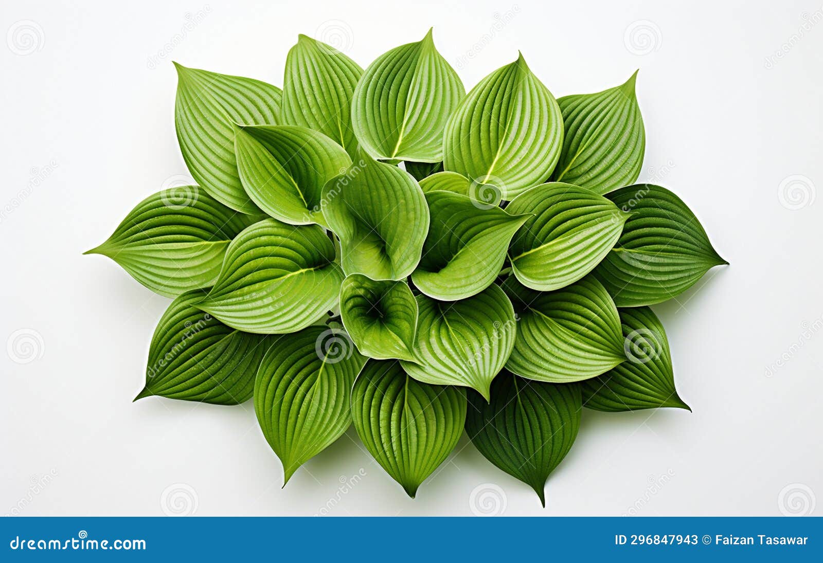 Hosta Leaf Against a White Backdrop -Generative Ai Stock Image - Image ...