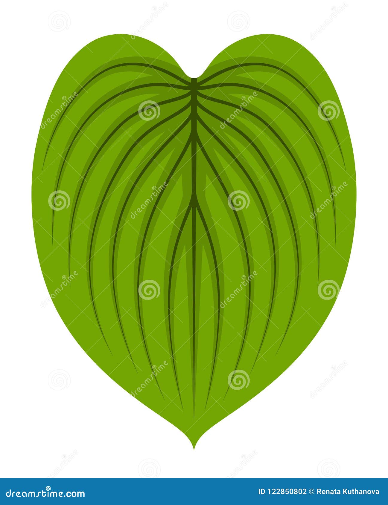 Hosta leaf stock vector. Illustration of nature, botanical - 122850802