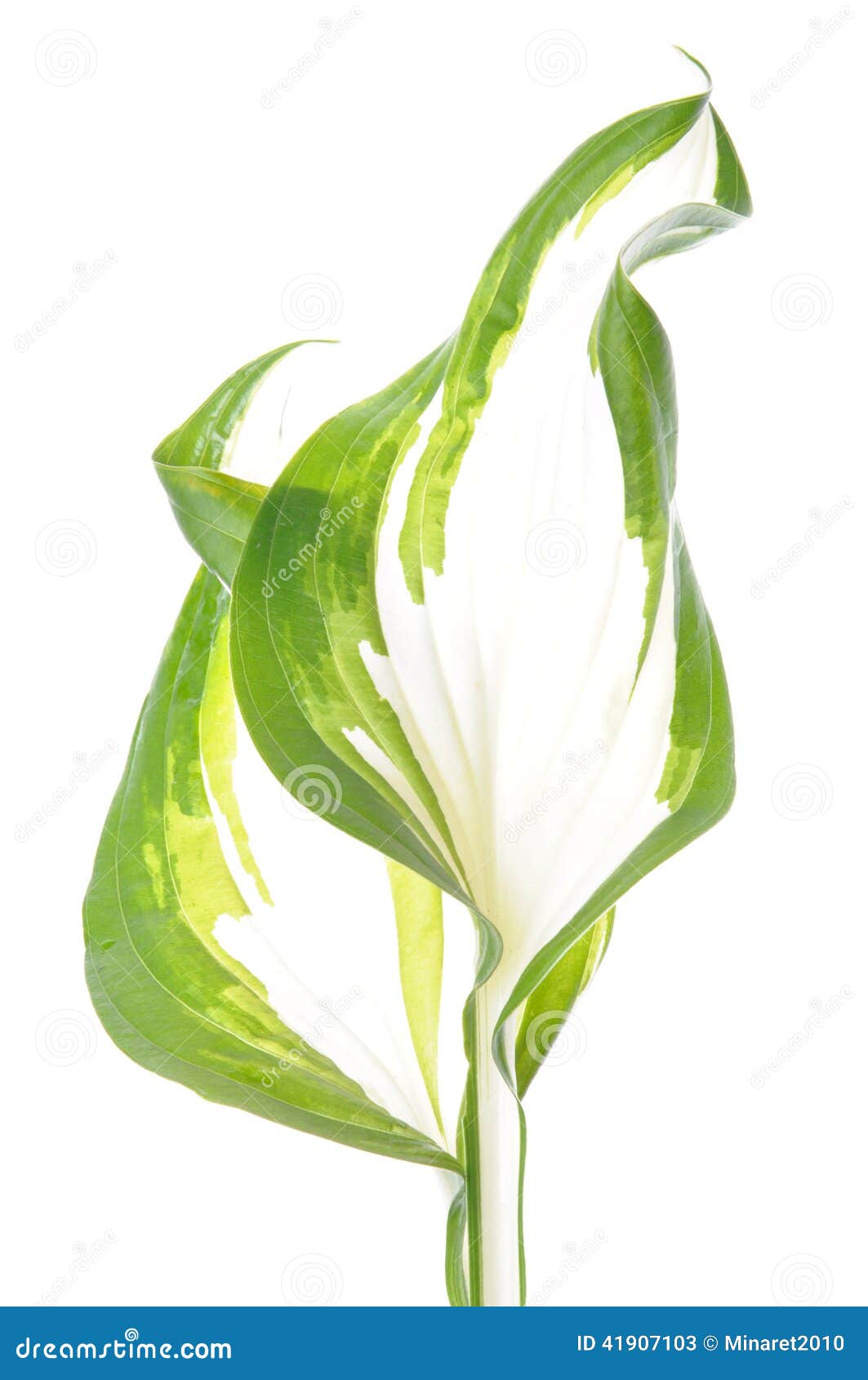 Hosta leaf stock image. Image of natural, environment - 41907103