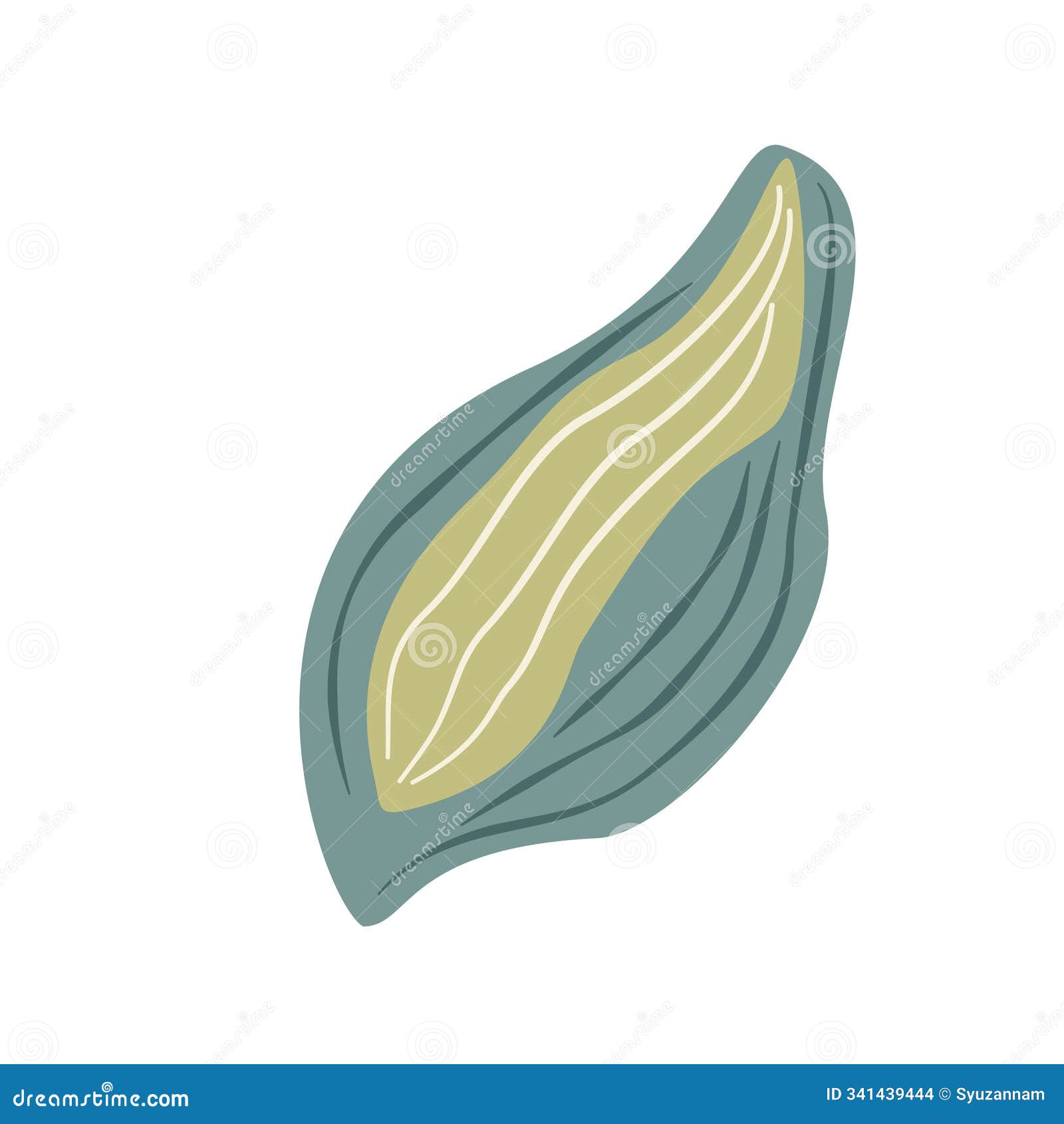 Hosta Leaf Isolated on White Background. Stylized Plant. Vector Hand ...