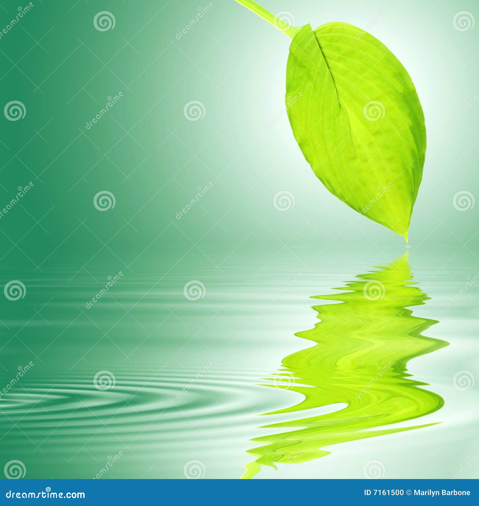 Hosta Leaf Over Water stock photo. Image of rippled, water - 7161500
