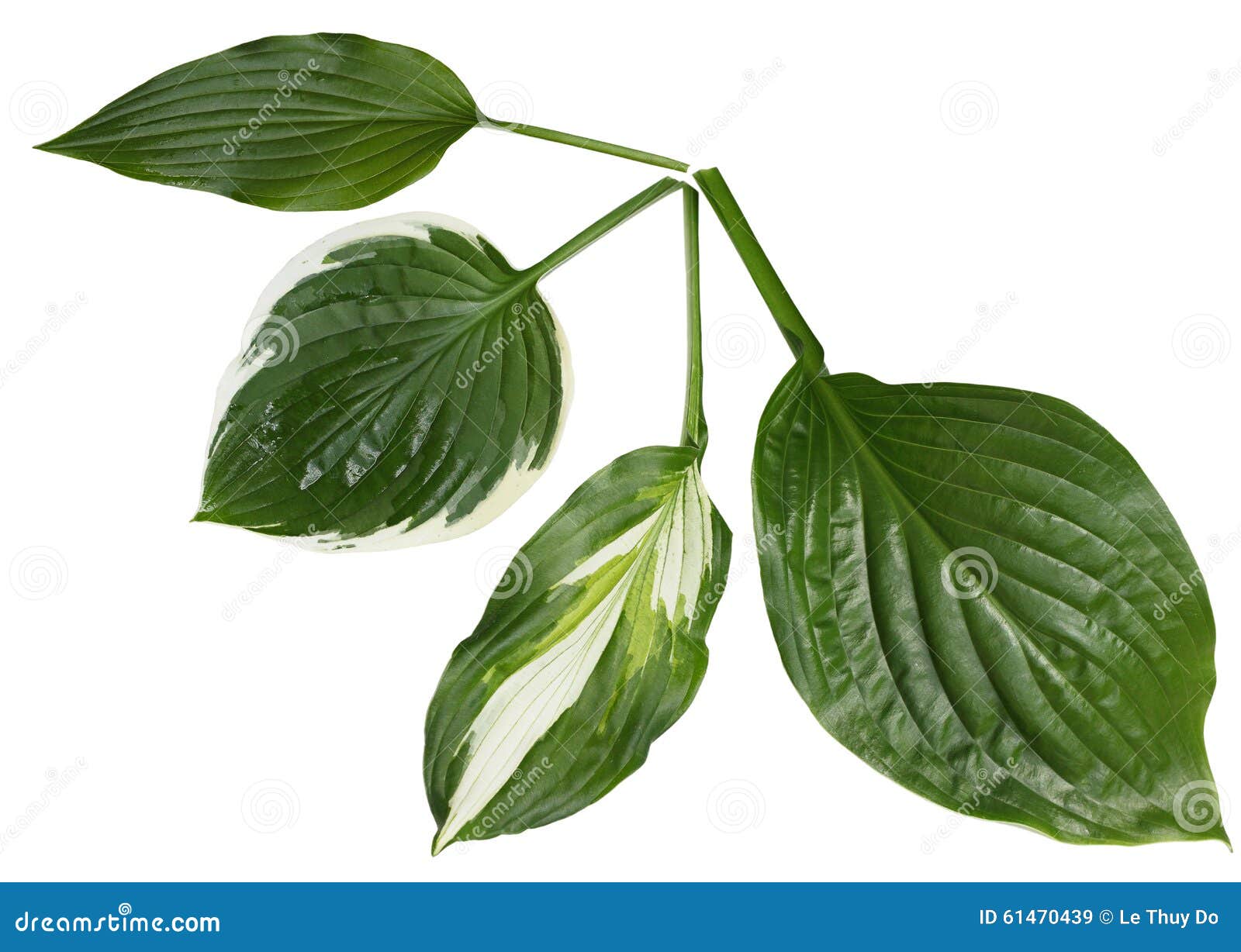 Hosta Leaf Set stock image. Image of entire, linear, cordate - 61470439