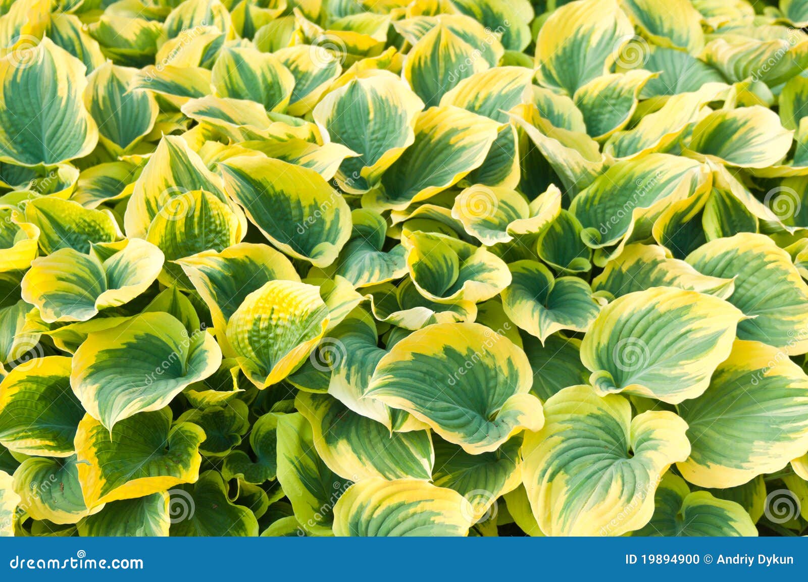 Hosta leaves stock photo. Image of photosynthesis, color - 19894900