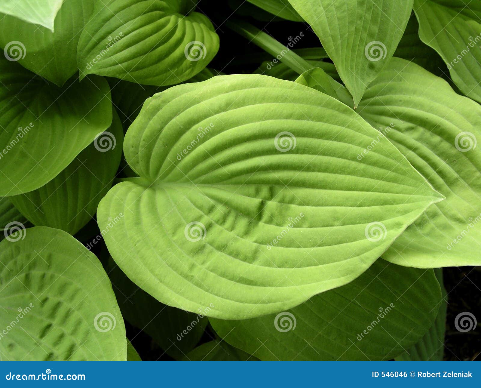 Hosta leaves stock photo. Image of veiny, plant, leaves - 546046