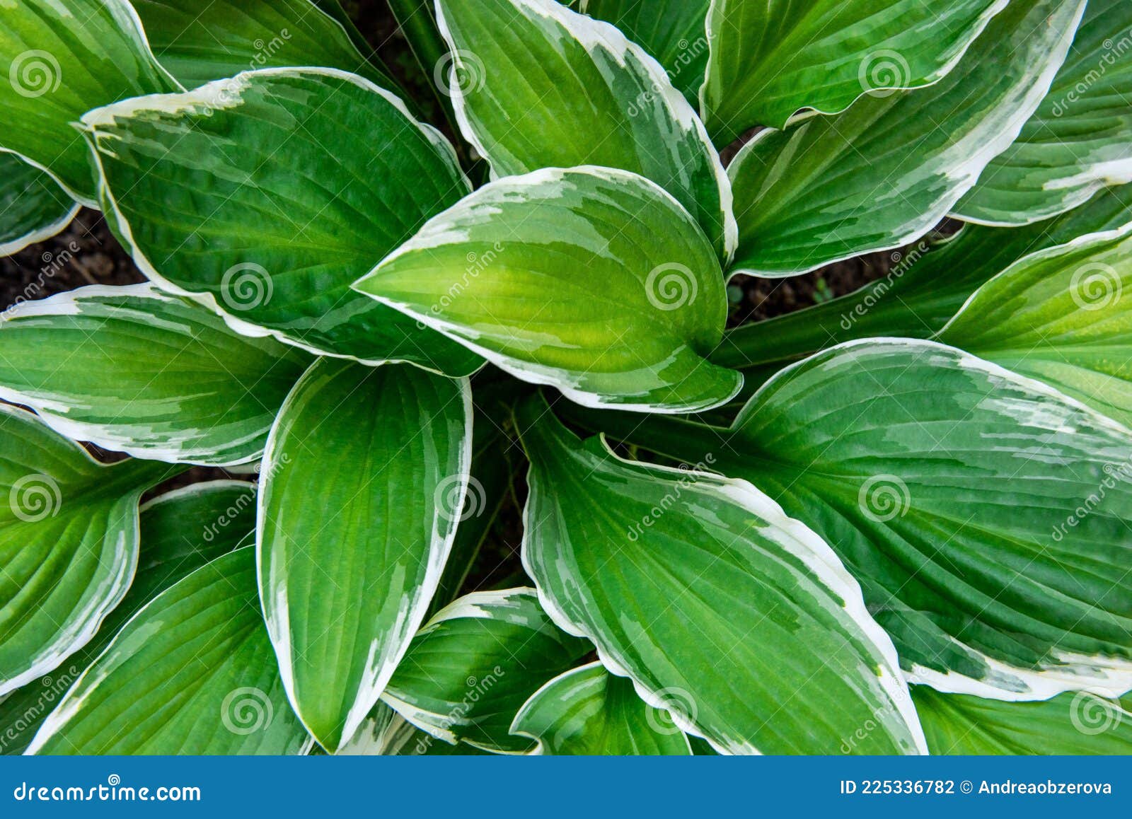 Hosta Leaves Floral Pattern Background. Lush Green Hosta Foliage Top ...