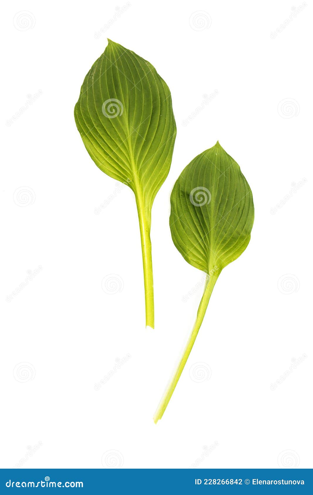 Hosta Leaves Isolated on White Stock Photo - Image of environment ...