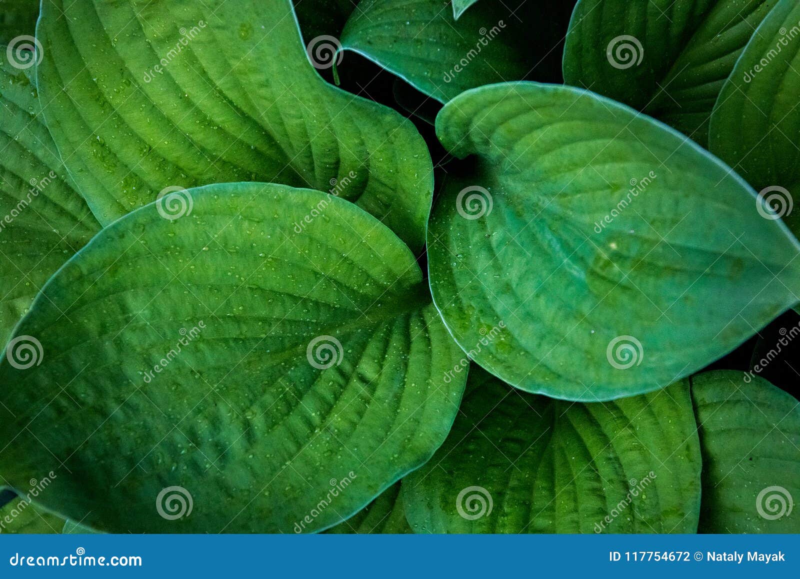 Hosta Leaves Pattern Background. Summer Plants Wallpaper Stock Photo ...