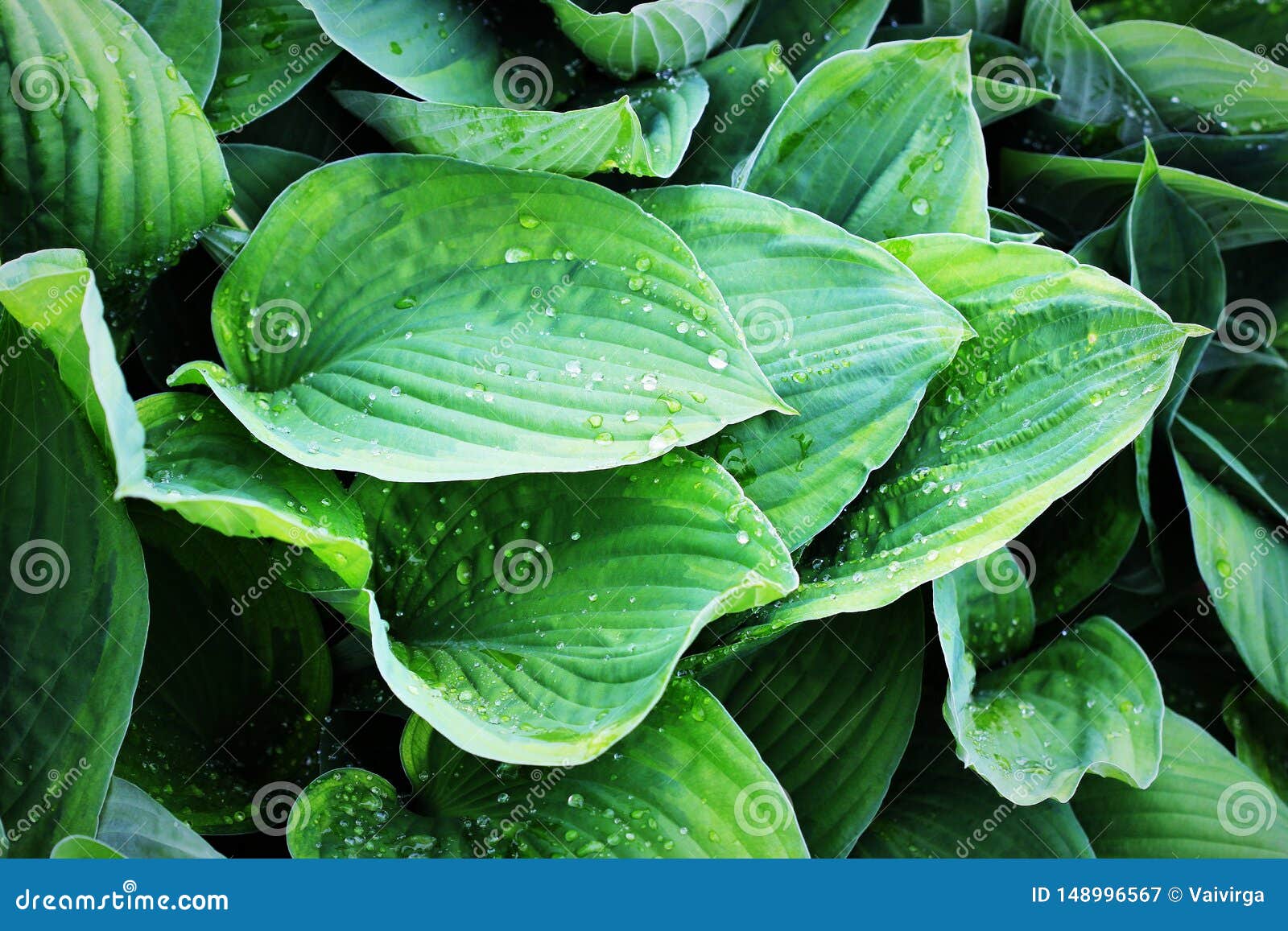 Hosta Leaves Pattern Background. Summer Plants Wallpaper Stock Image ...