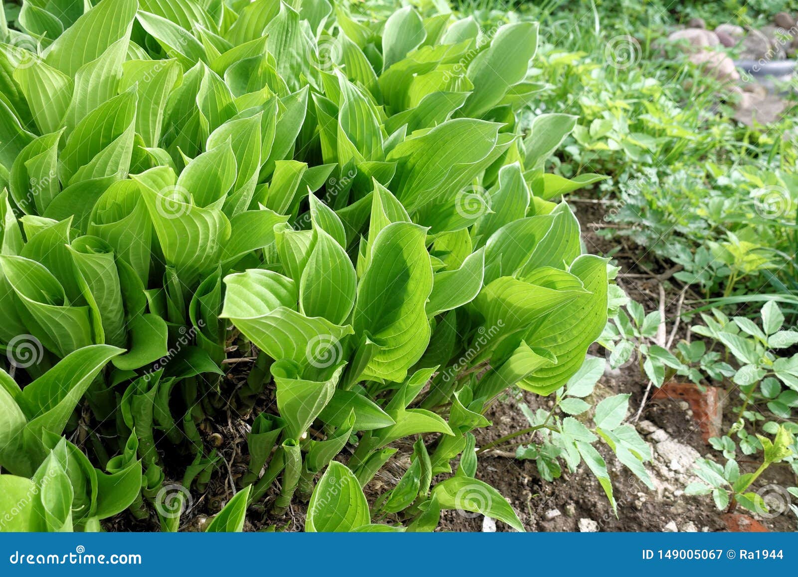 Hosta Leaves Pattern Background. Summer Plants Wallpaper Stock Image ...