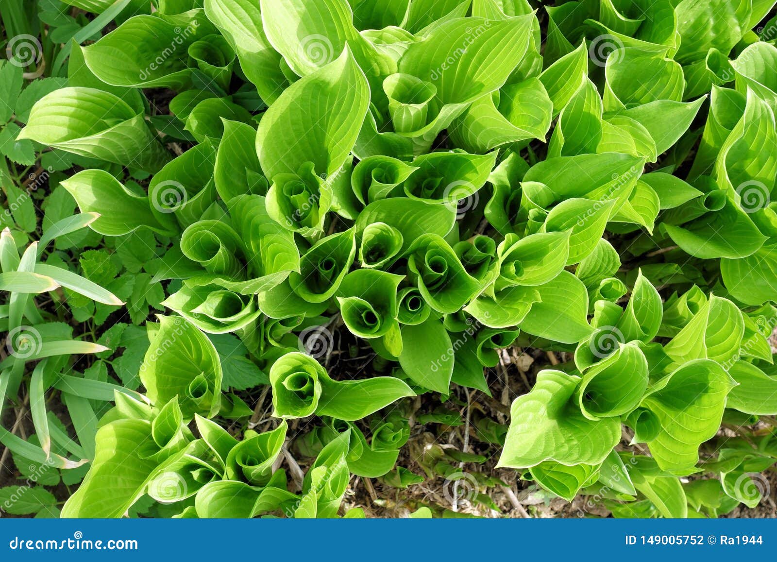 Hosta Leaves Pattern Background. Summer Plants Wallpaper Stock Photo ...