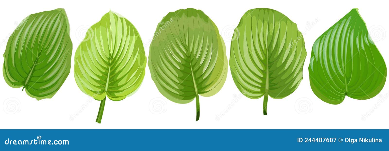 Hosta Leaves Cartoon Vector | CartoonDealer.com #244487607