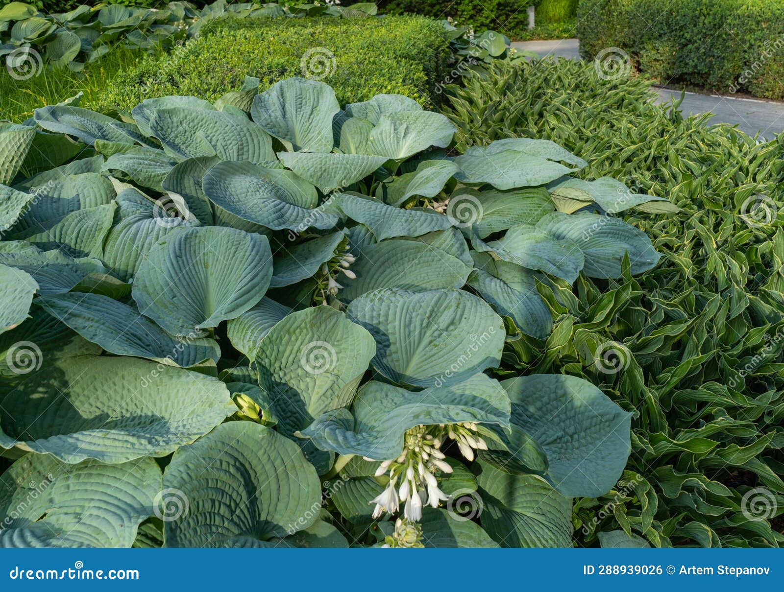 Hosta Leaves Texture Background, Hostas Leaf Nature Pattern, Big Daddy ...