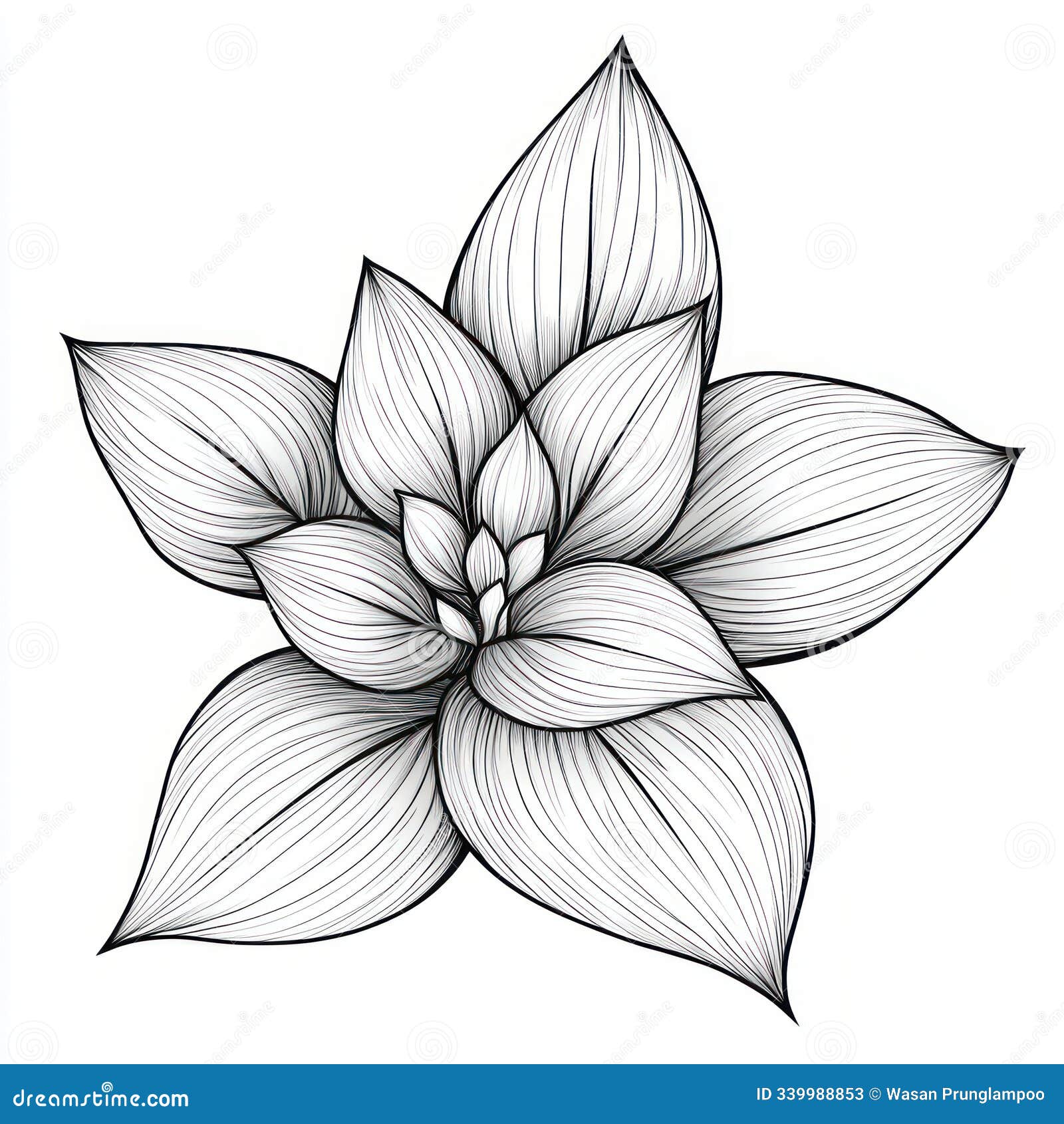 A Hosta, Line Pattern, Black and White Artwork Style. Coloring Book ...