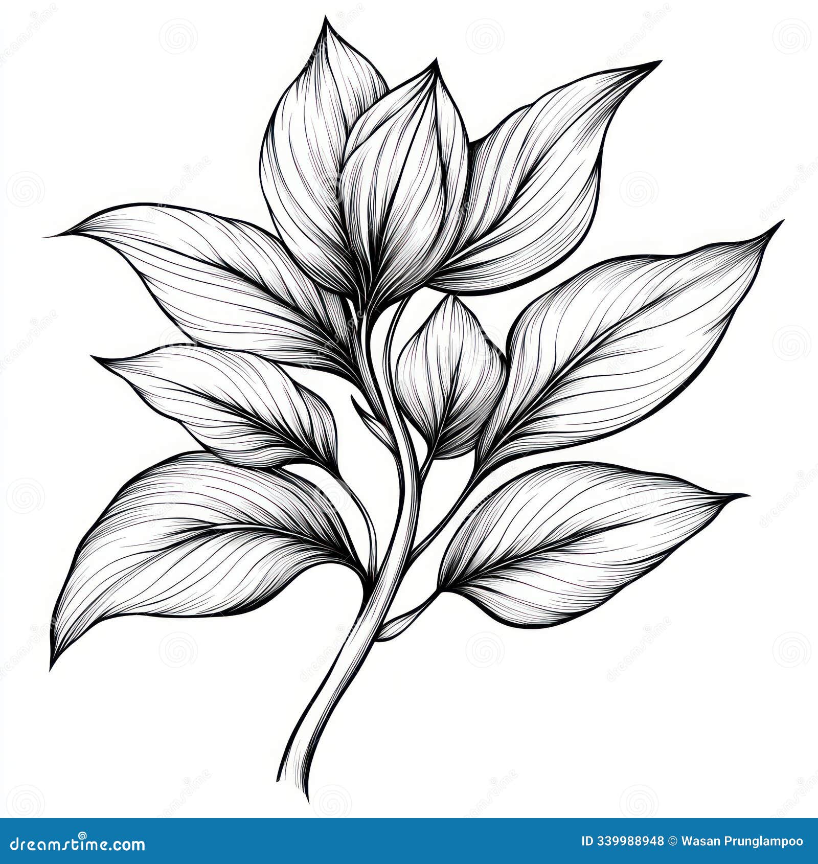 A Hosta, Line Pattern, Black and White Artwork Style. Coloring Book ...