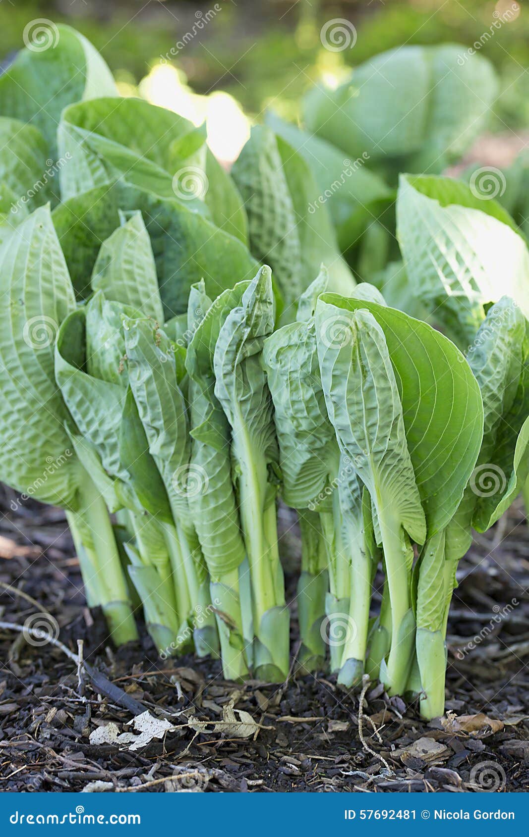 Hosta - Love Pat stock image. Image of lily, niagara - 57692481