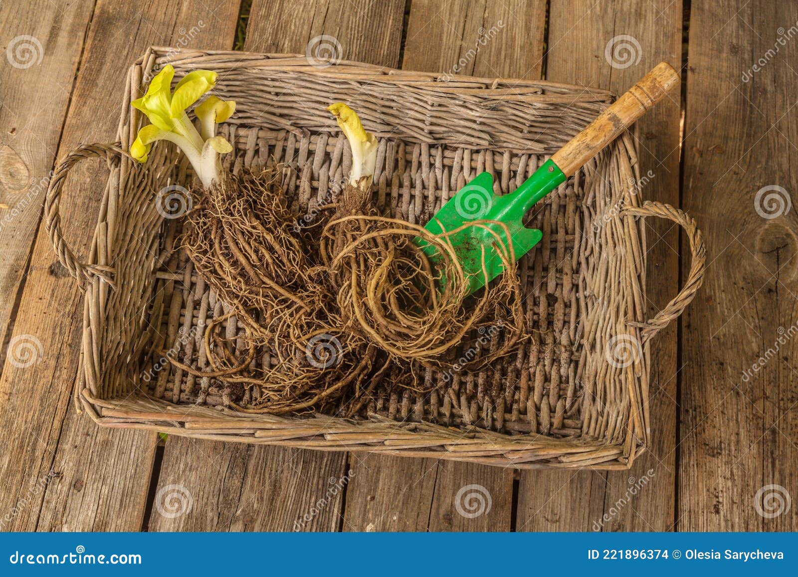 Hosta open root system stock photo. Image of equipment - 221896374