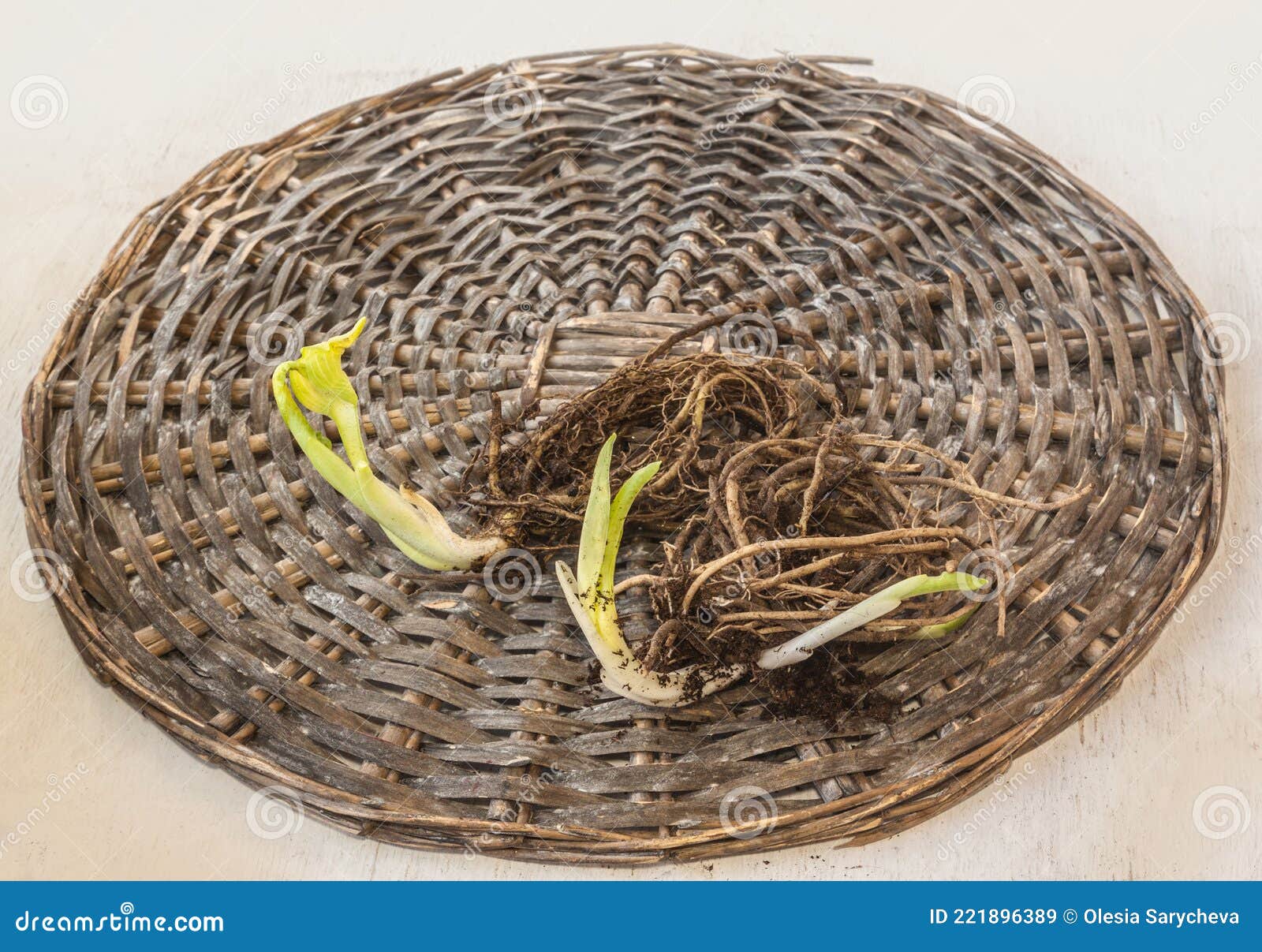 Hosta open root system stock image. Image of floral - 221896389