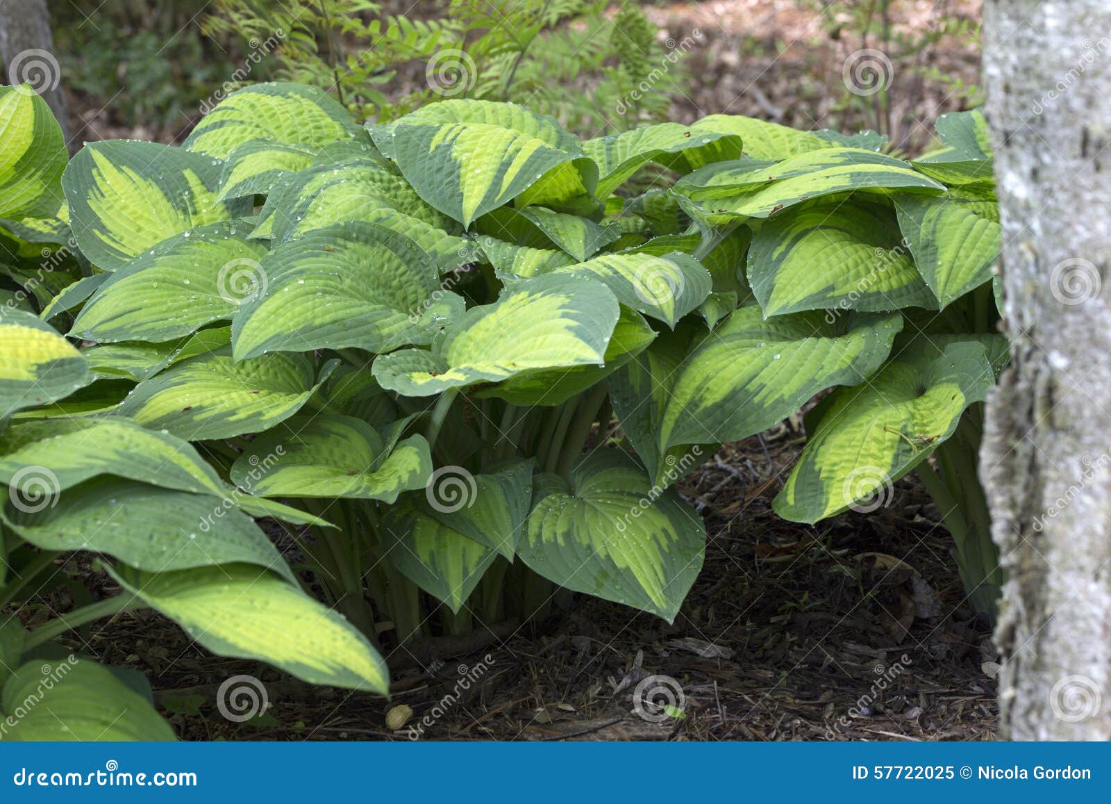 Hosta - Paul s Glory stock image. Image of paul, plant - 57722025