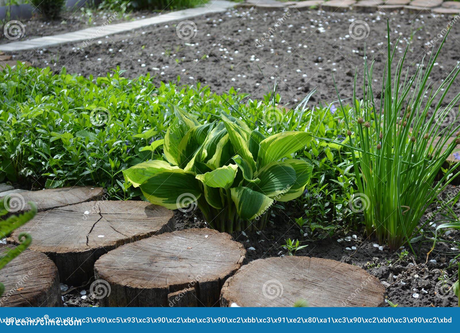 Hosta, Periwinkle and Onion Decorative in Spring on the Background of ...