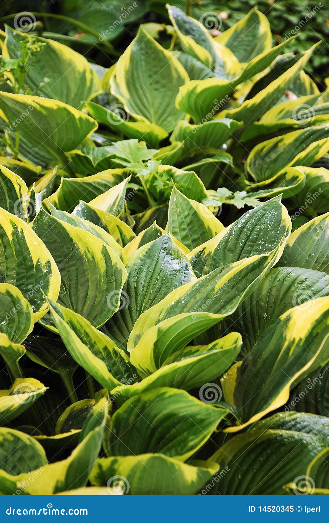 Hosta plant stock image. Image of garden, raindrops, leafy - 14520345