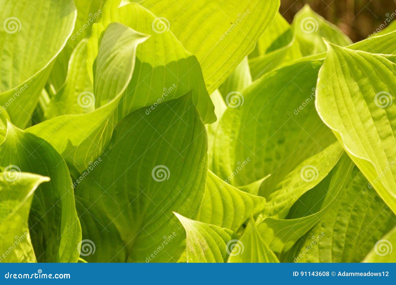 Hosta plant background stock photo. Image of landscape - 91143608