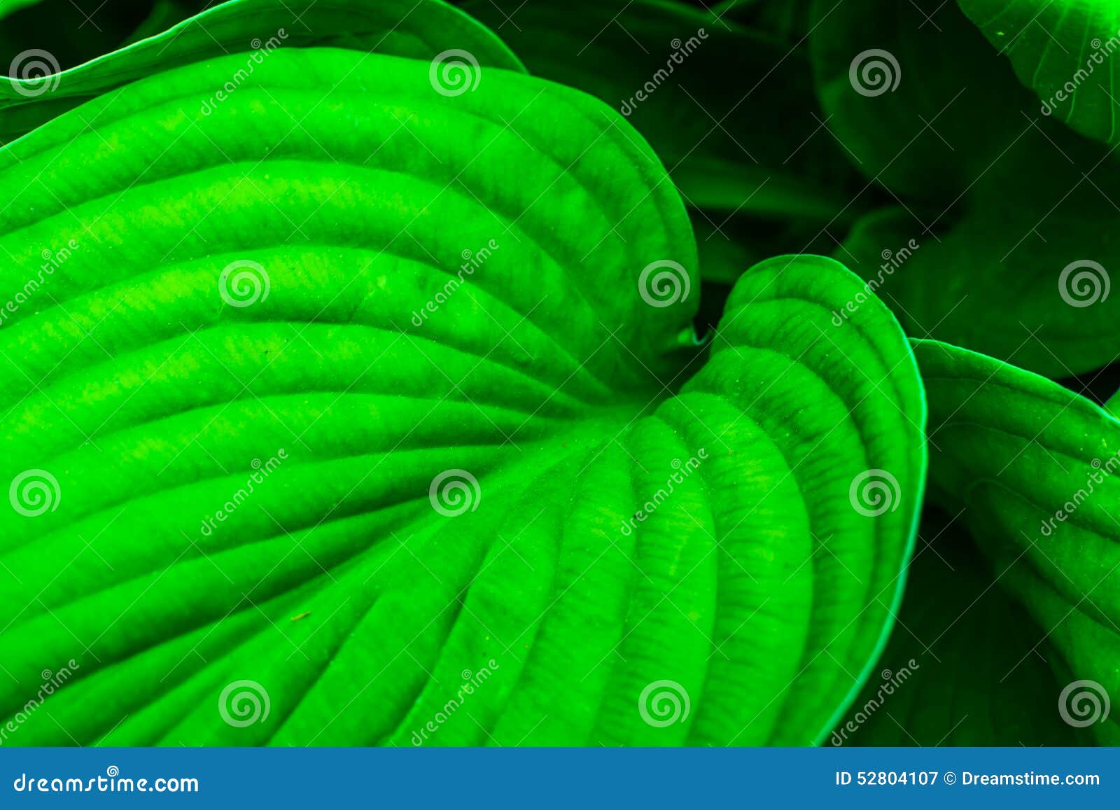 Hosta Plant Empress Wu Closeup Stock Image - Image of vivid, nice: 52804107