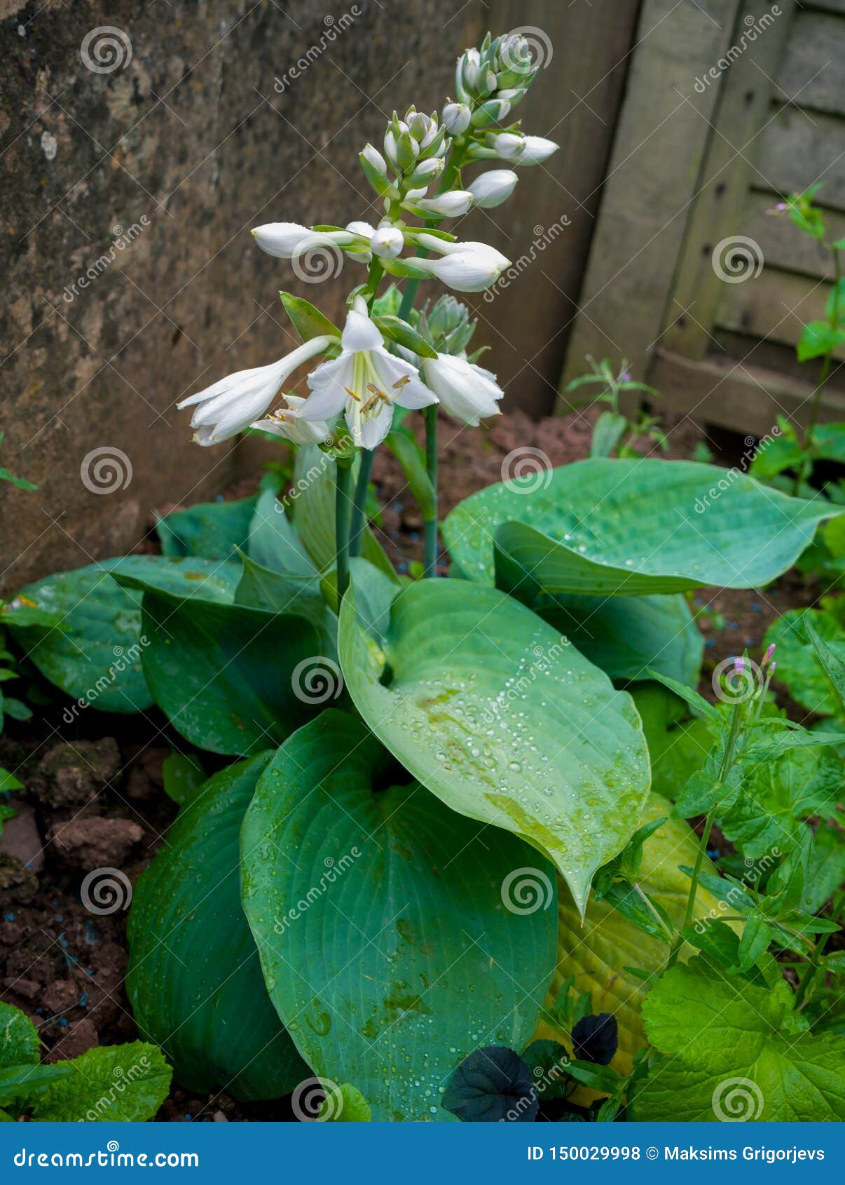 Hosta Plant Flowering in the Home Garden Stock Photo - Image of elegans ...