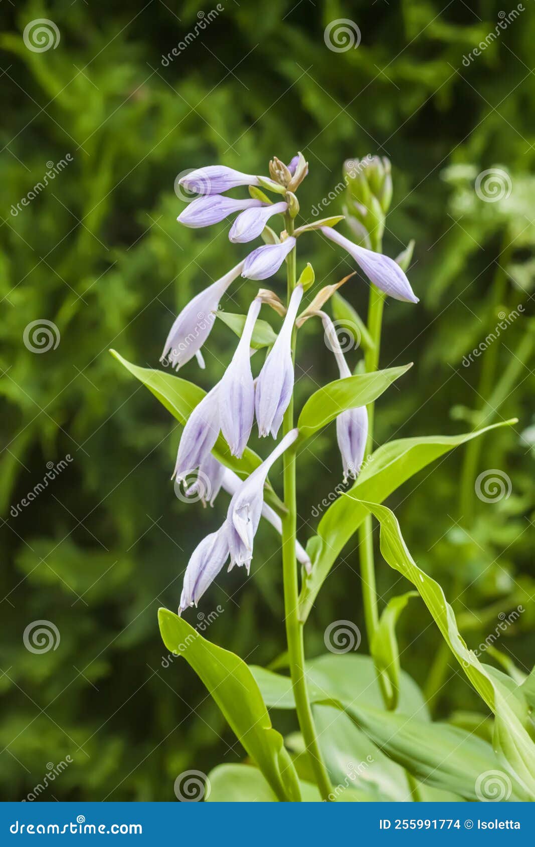 Hosta Plant in Flowering Season Stock Photo - Image of botany, natural ...