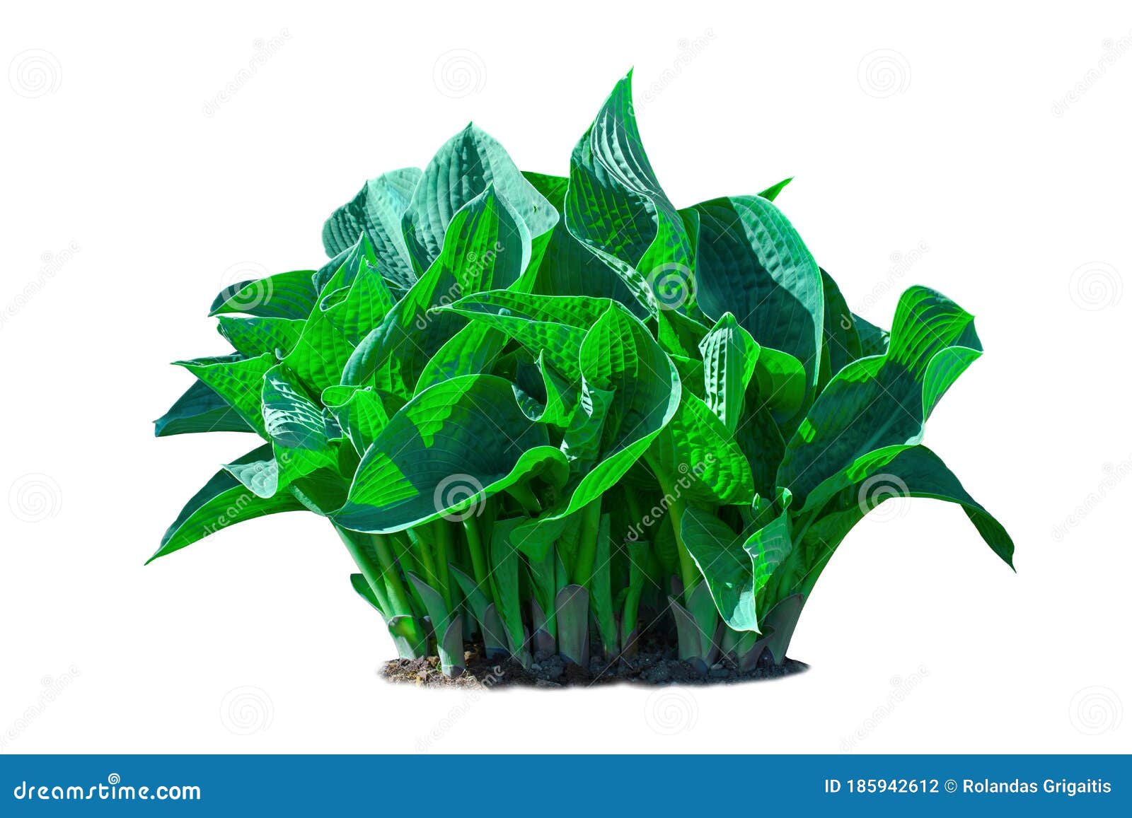 Hosta Plant Isolated on a White Background Stock Photo - Image of ...