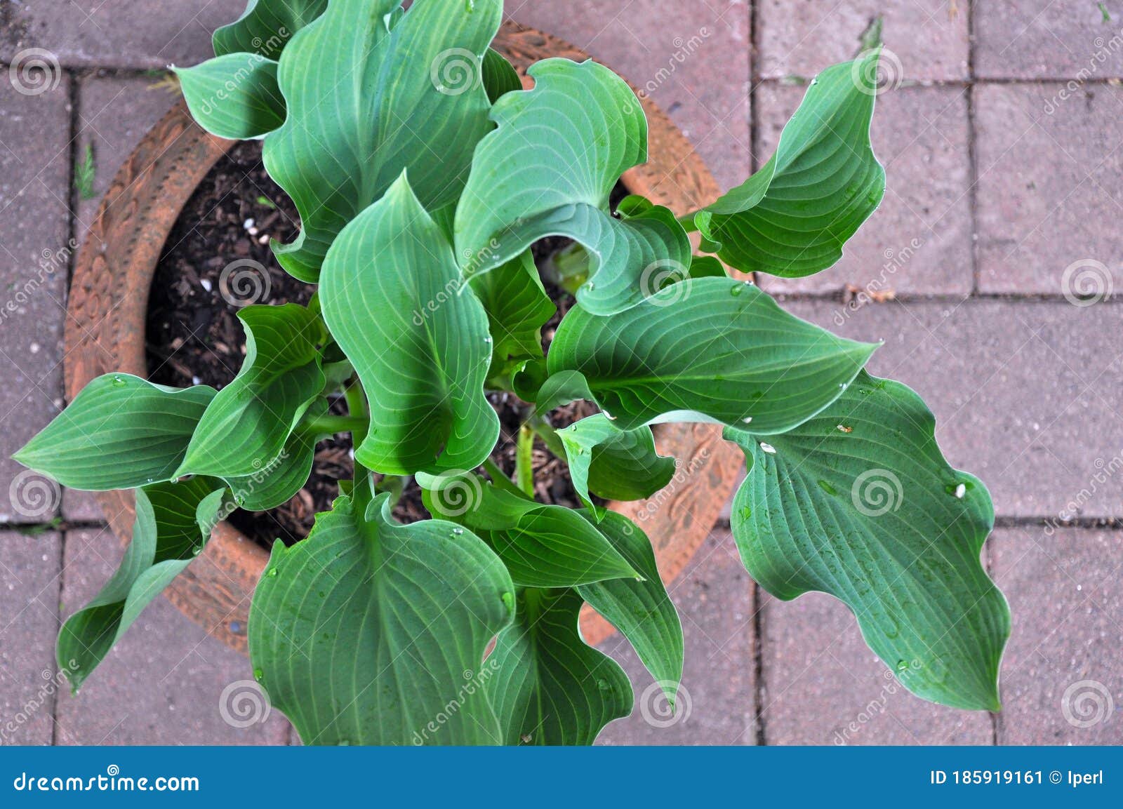 Hosta plant view stock image. Image of planter, growth - 185919161