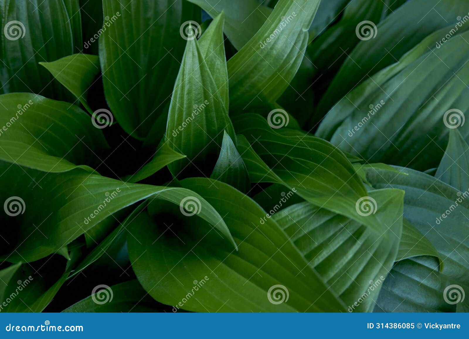 Hosta Plantaginea Texture, Plant Background Stock Image - Image of ...