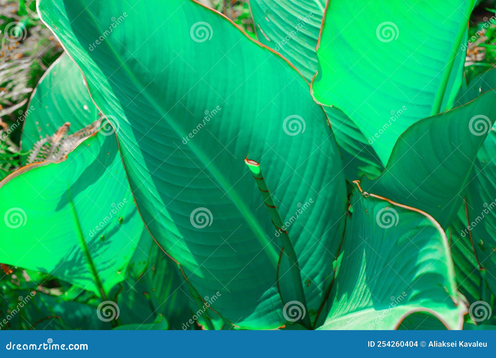 Hosta Plants Close Up in Morocco. Flower Garden Stock Photo - Image of ...