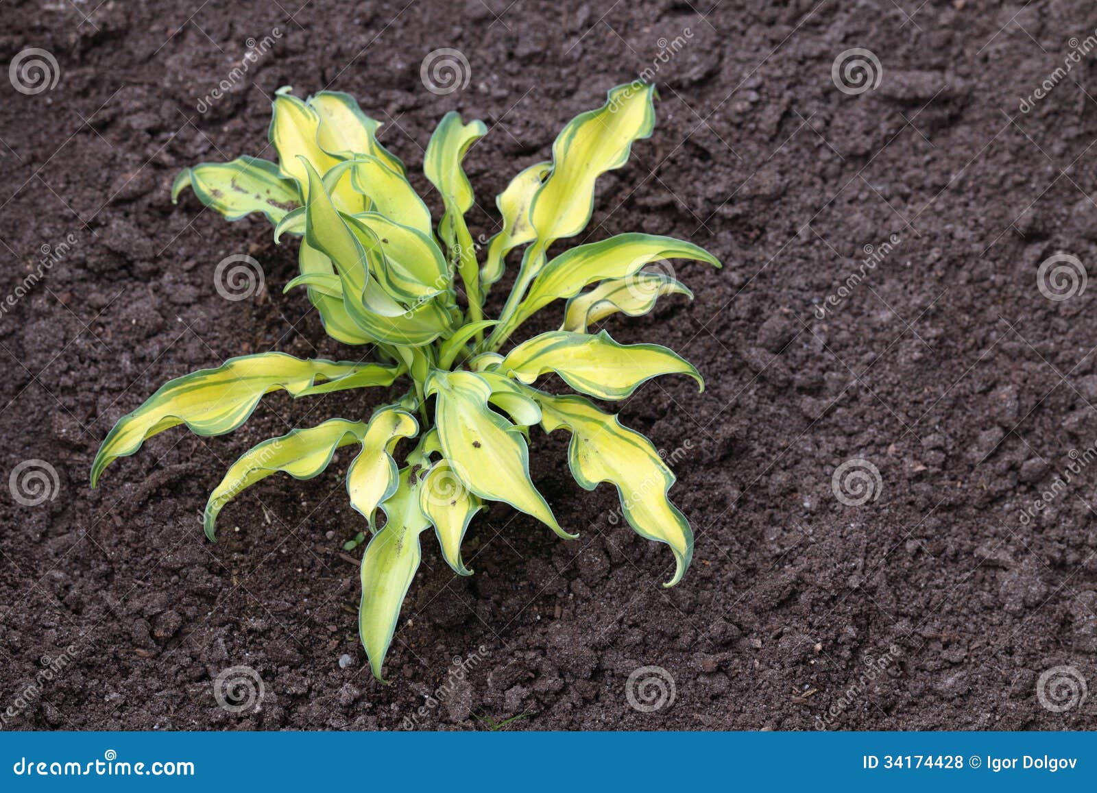 Hosta Ripple Effect stock photo. Image of young, flora - 34174428