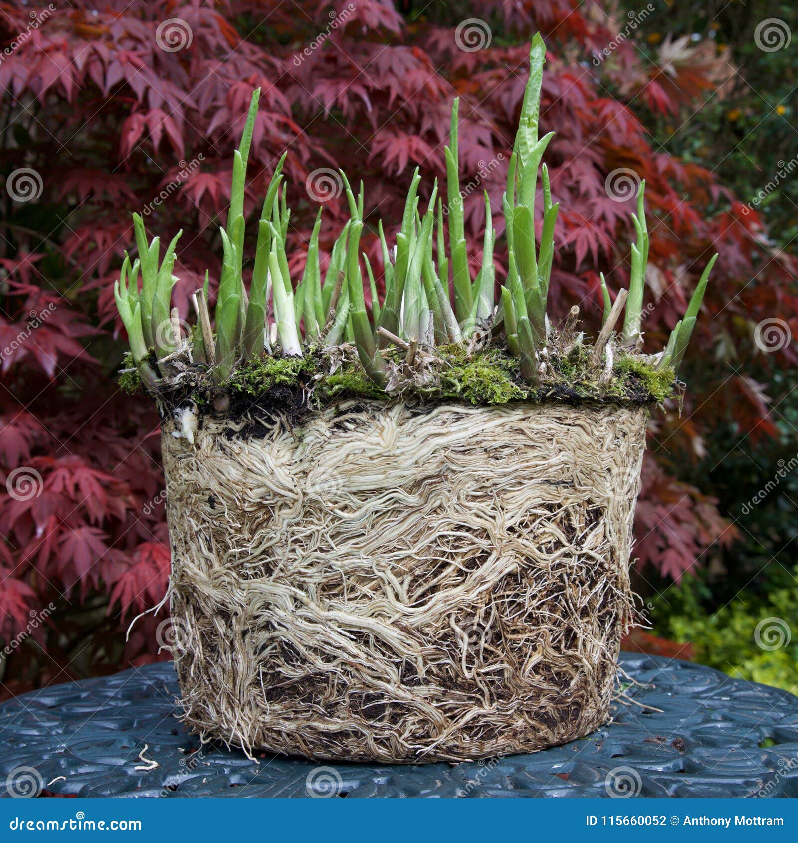 Hosta and Roots stock photo. Image of growing, exposed - 115660052