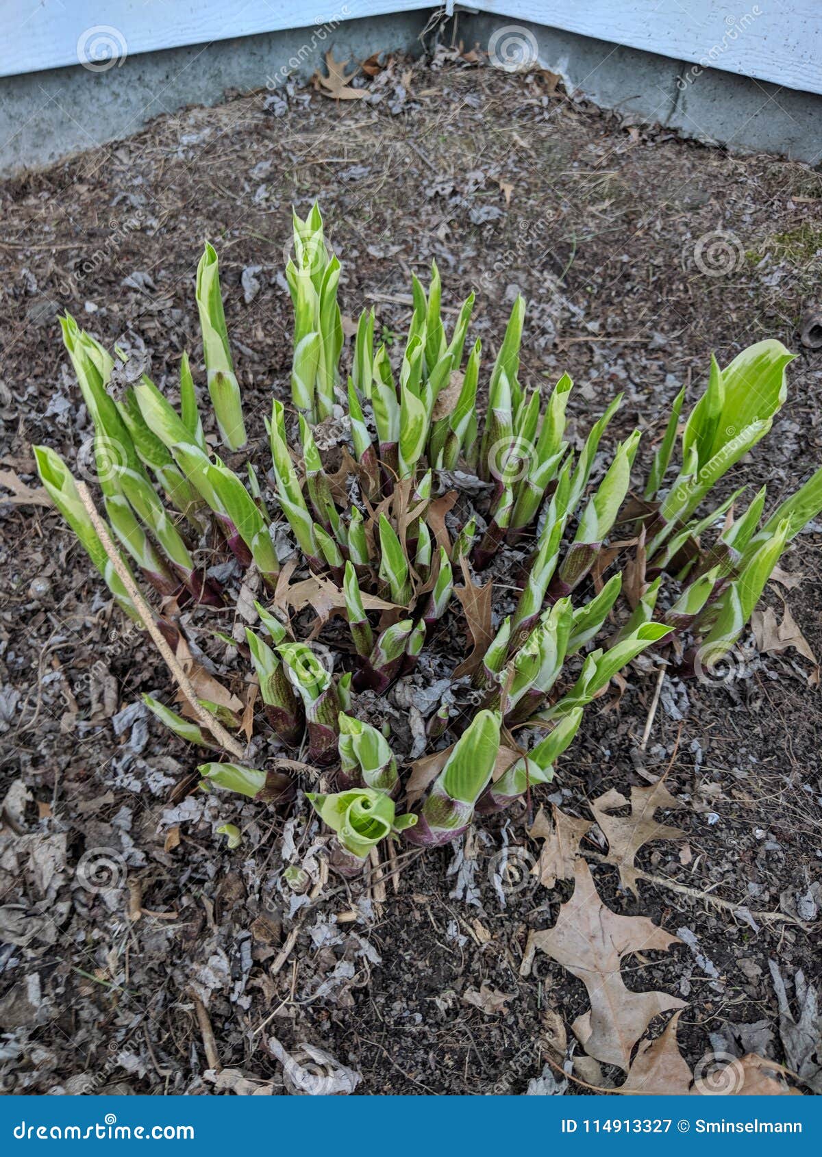 Hosta shoots stock image. Image of shoots, leaves, spring - 114913327