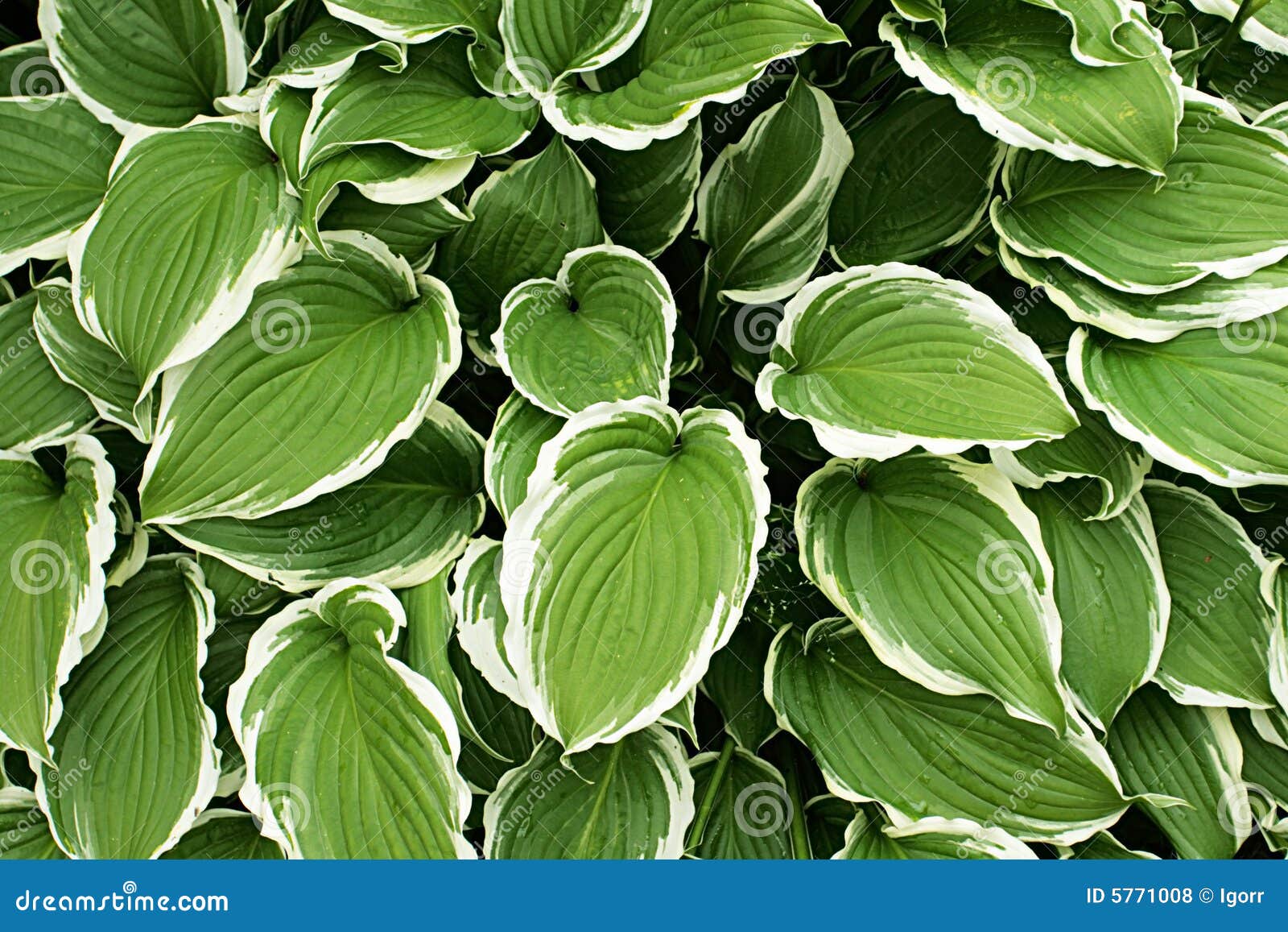 Hosta Silver Crown stock photo. Image of bush, nature - 5771008
