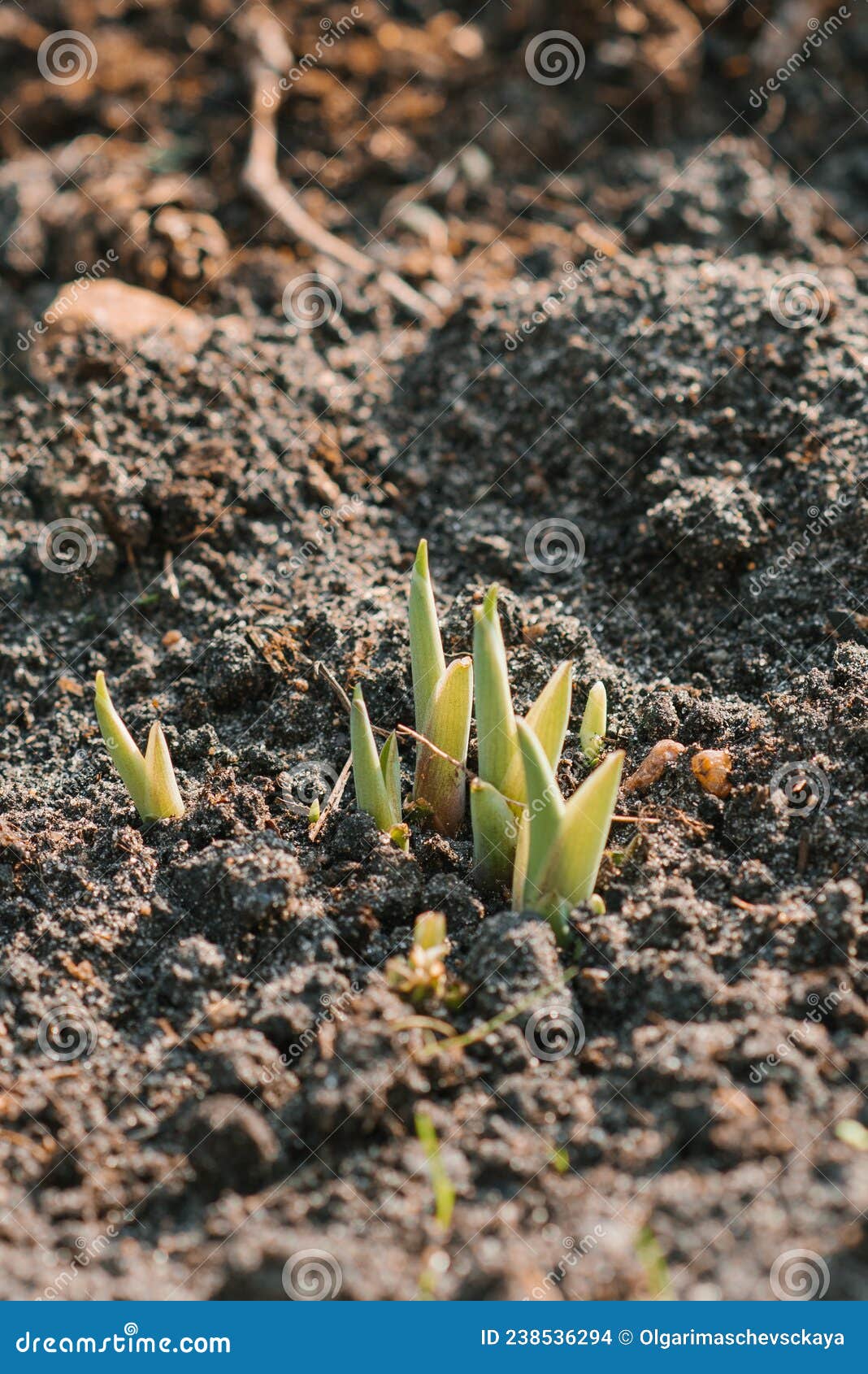 Hosta Sprouts in the Garden in Spring Stock Photo - Image of vegetation ...