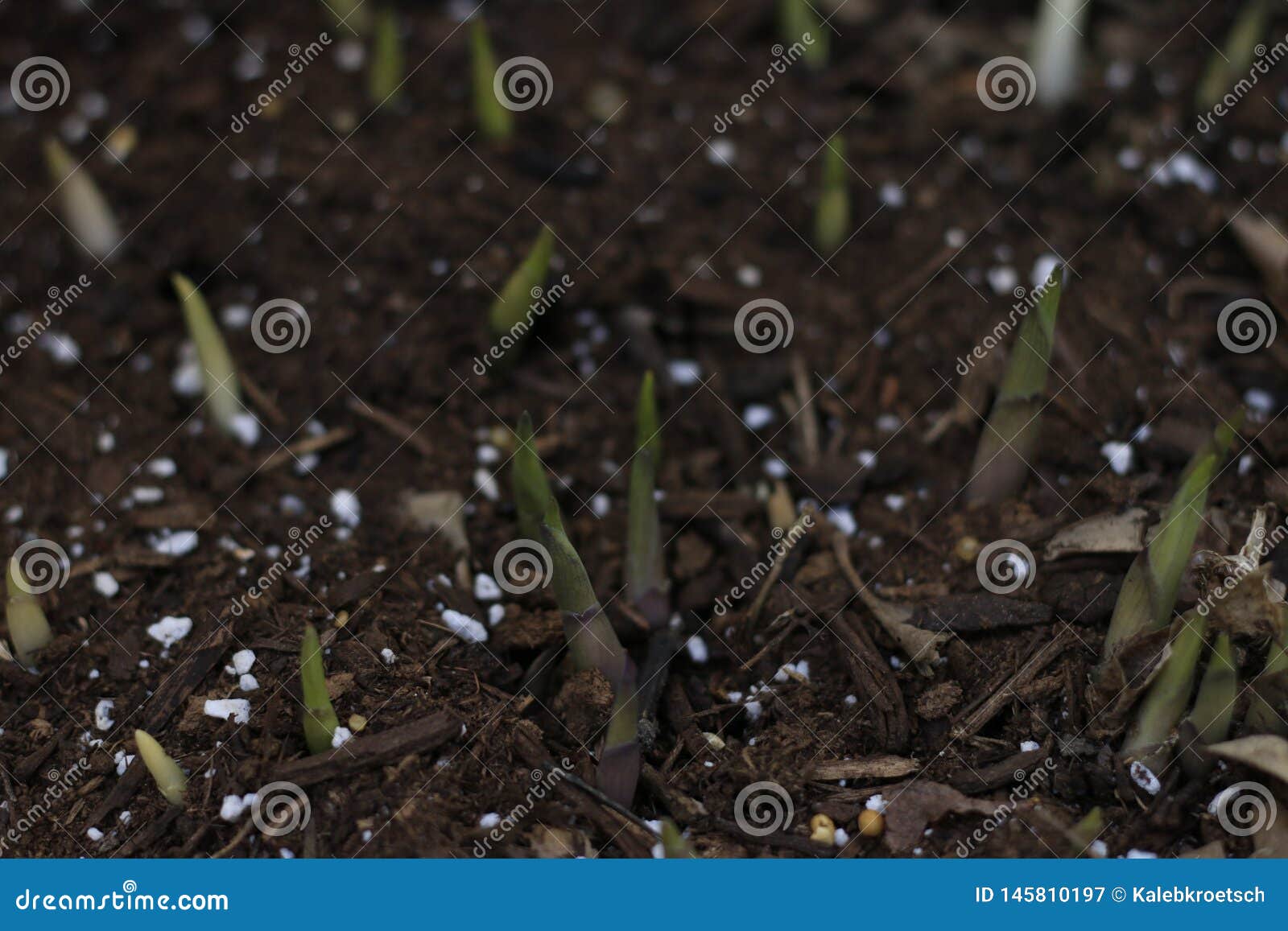 Hosta Sprouts at Spring after Rain. Beautiful Shade Plant Stock Image ...