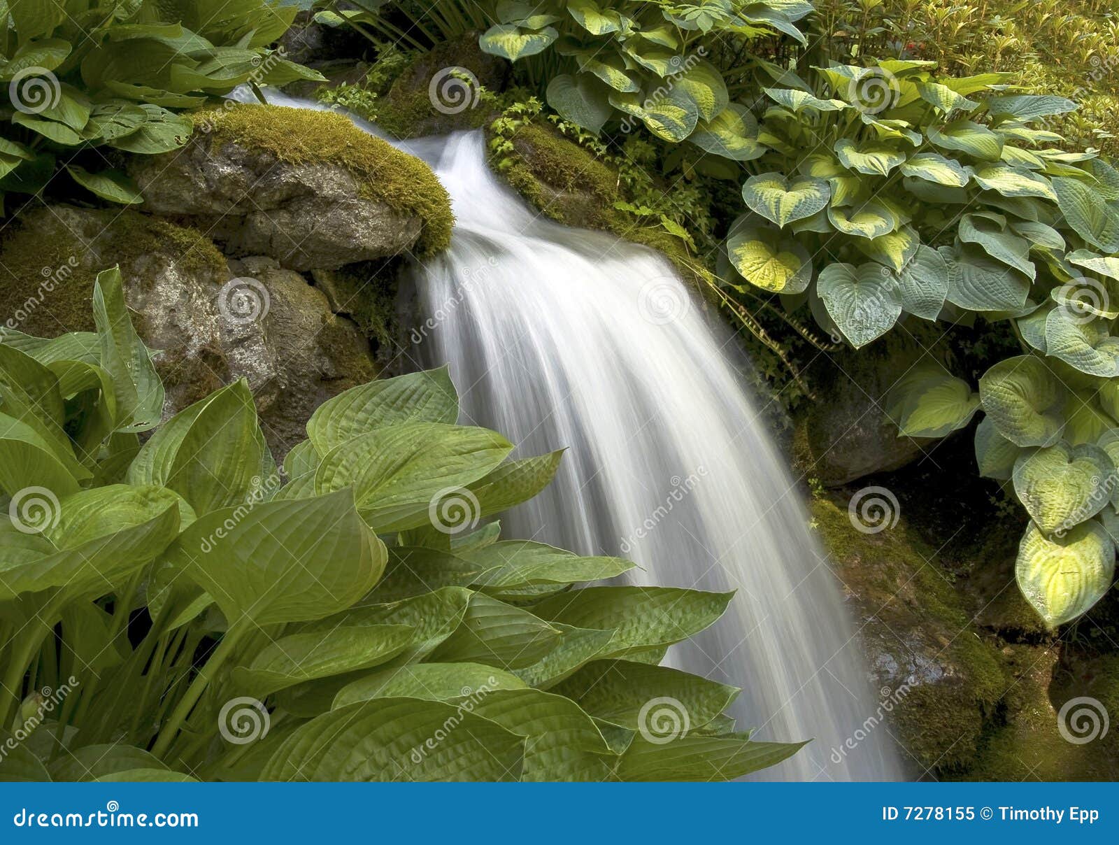 Hosta stream stock image. Image of waterfall, hostas, leaves - 7278155