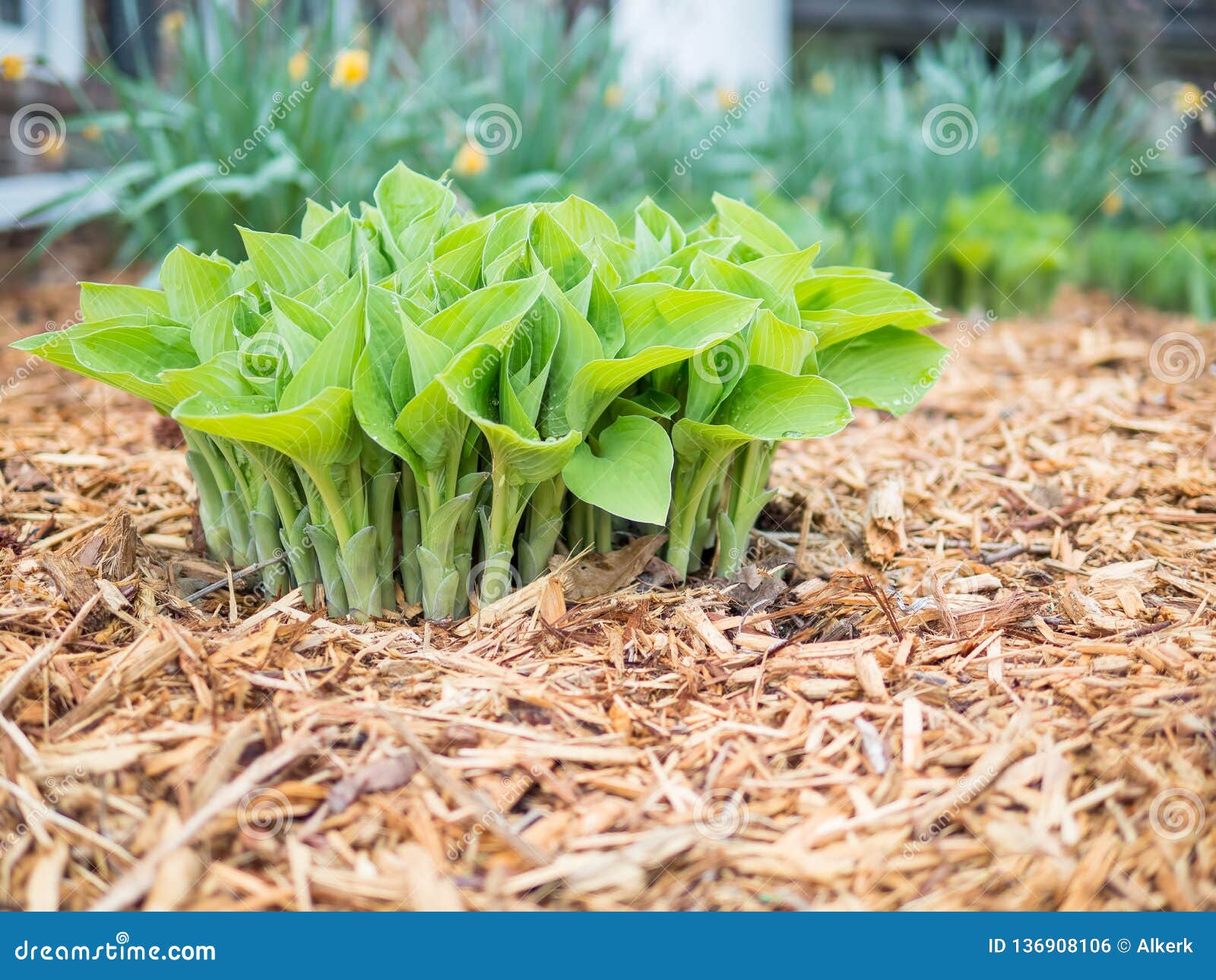 Hostas emerging in spring stock photo. Image of rain - 136908106