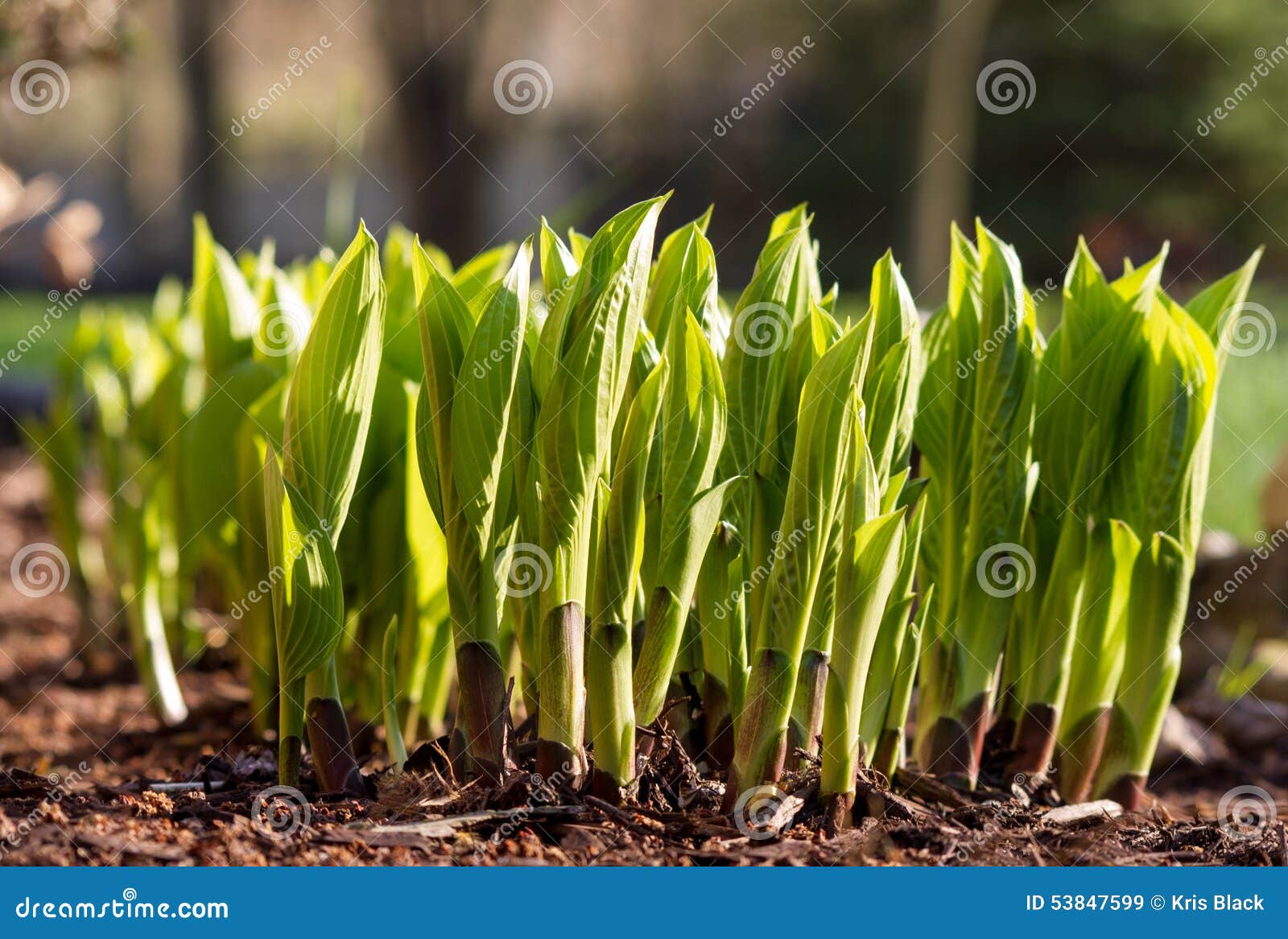Hostas Emerging in Spring stock image. Image of detail - 53847599