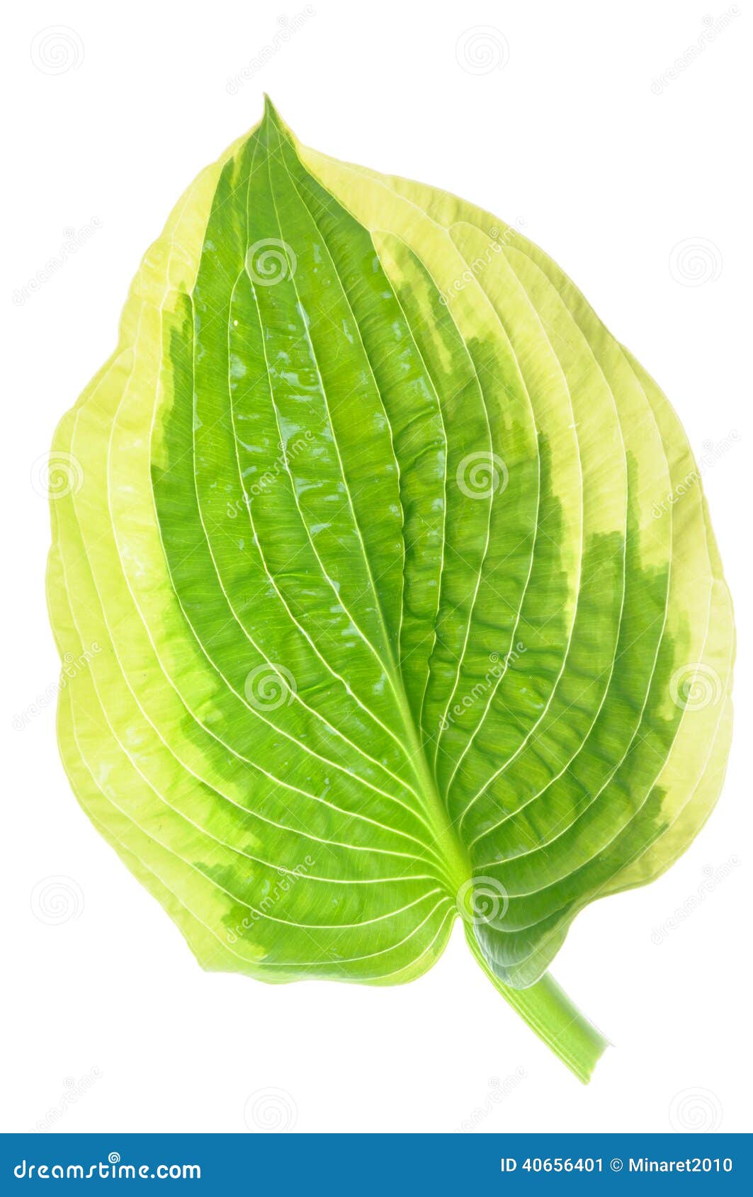 A Single Leaf Is Hanging On A Vines On Shallow Of Field Background ...